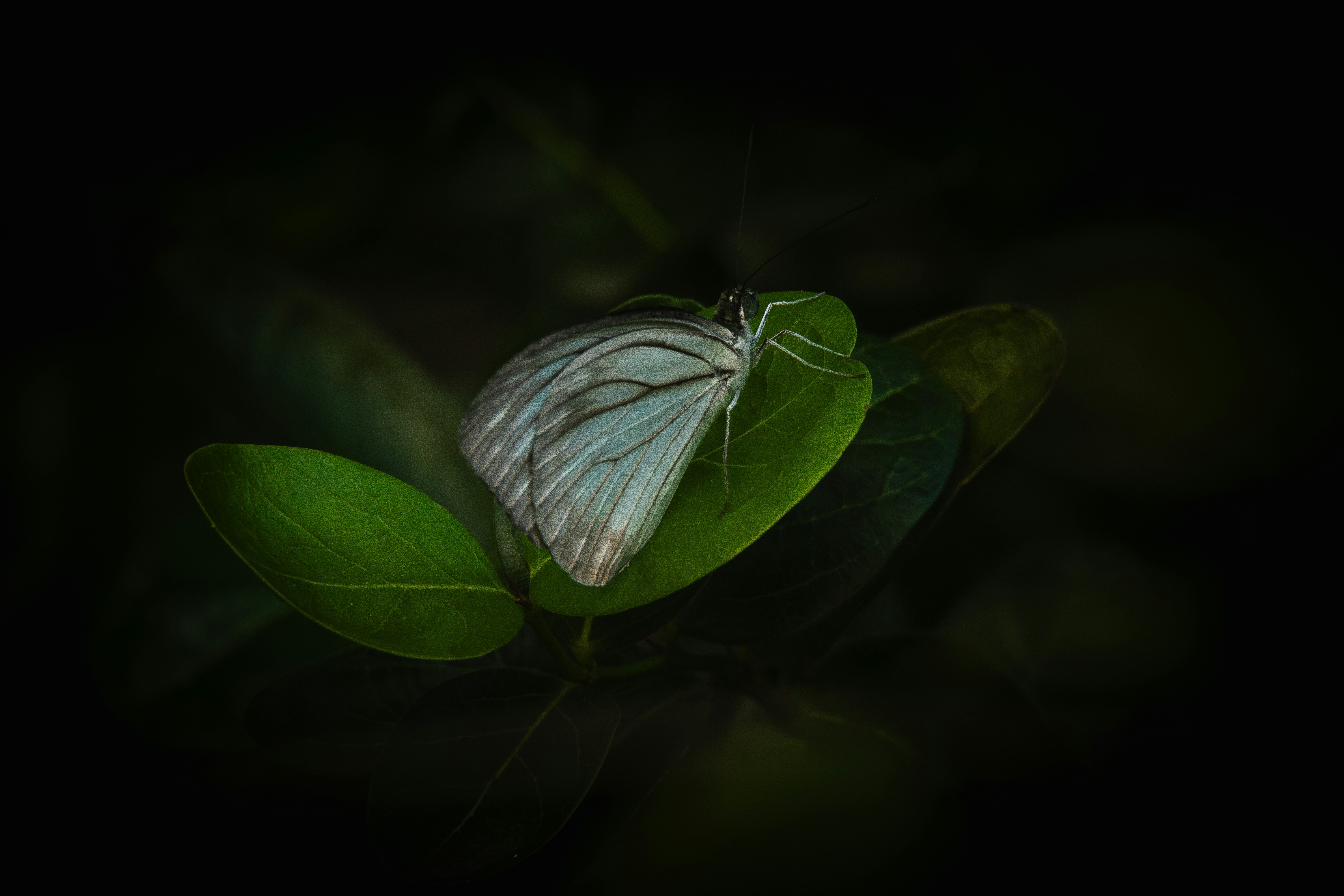 A white butterfly sitting on top of a green leaf