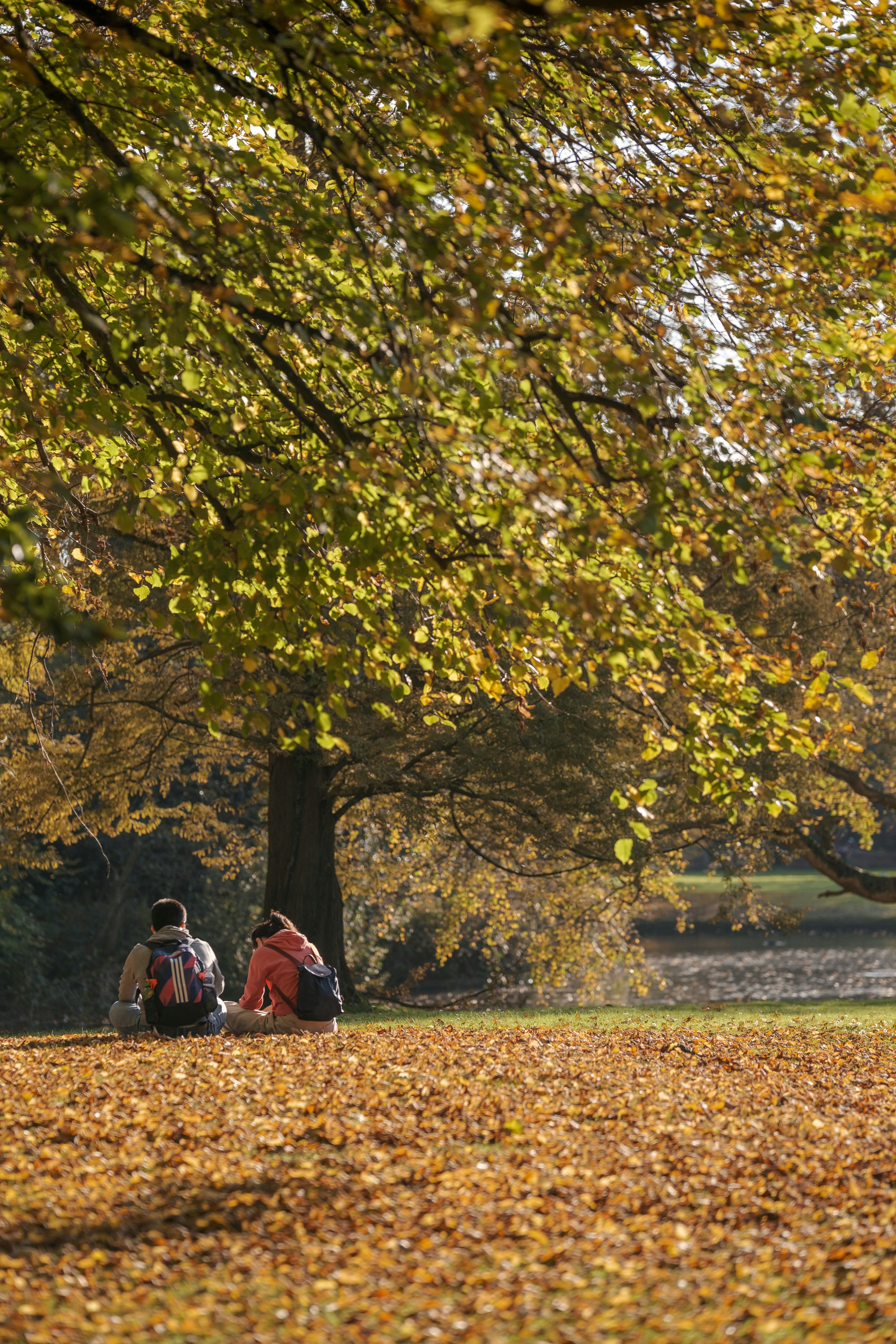 A group of people sitting under a tree in a park photo – Free Forest ...