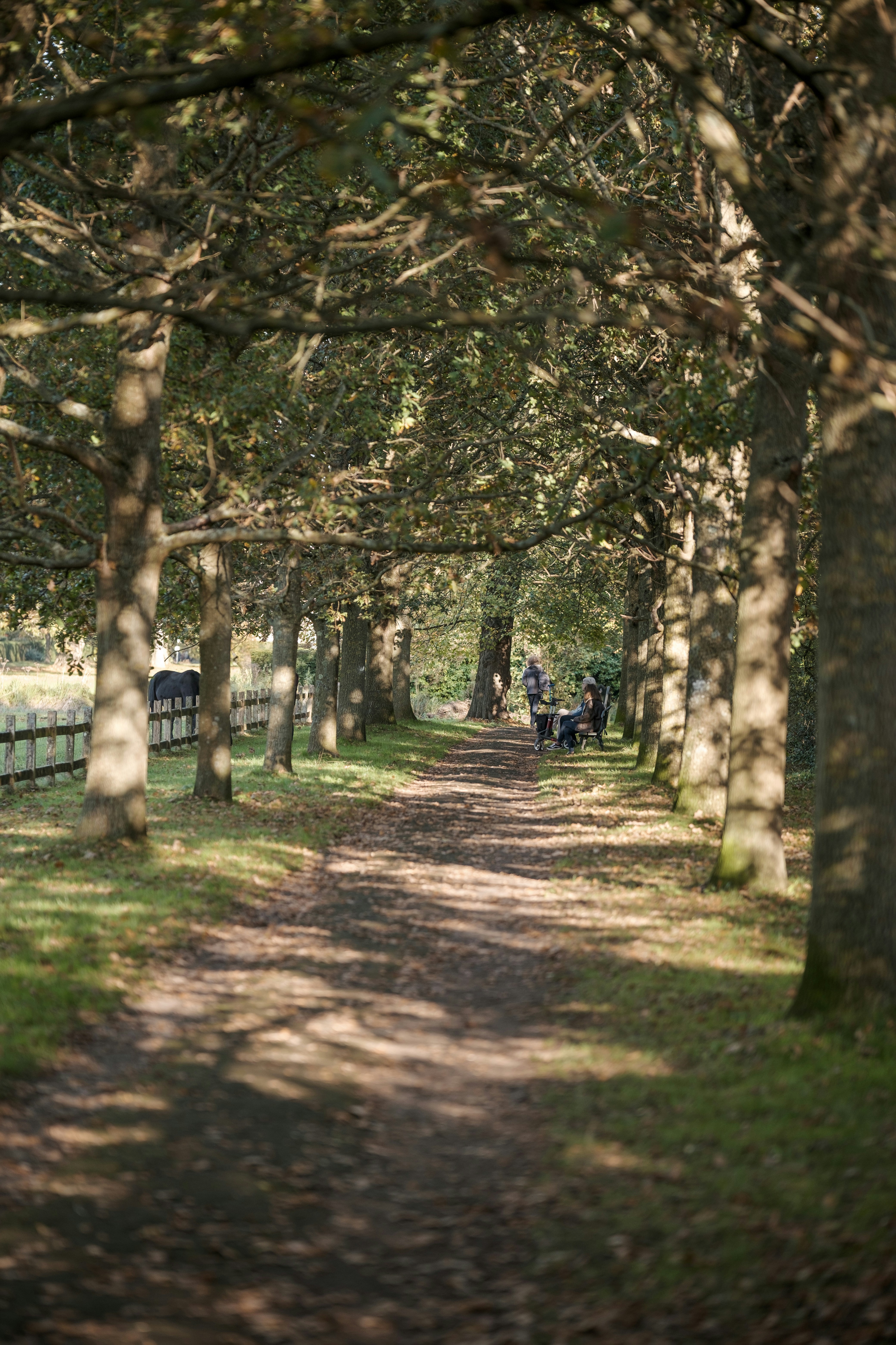 Sunlit Corridor of Oaks: A Quiet Park Walk