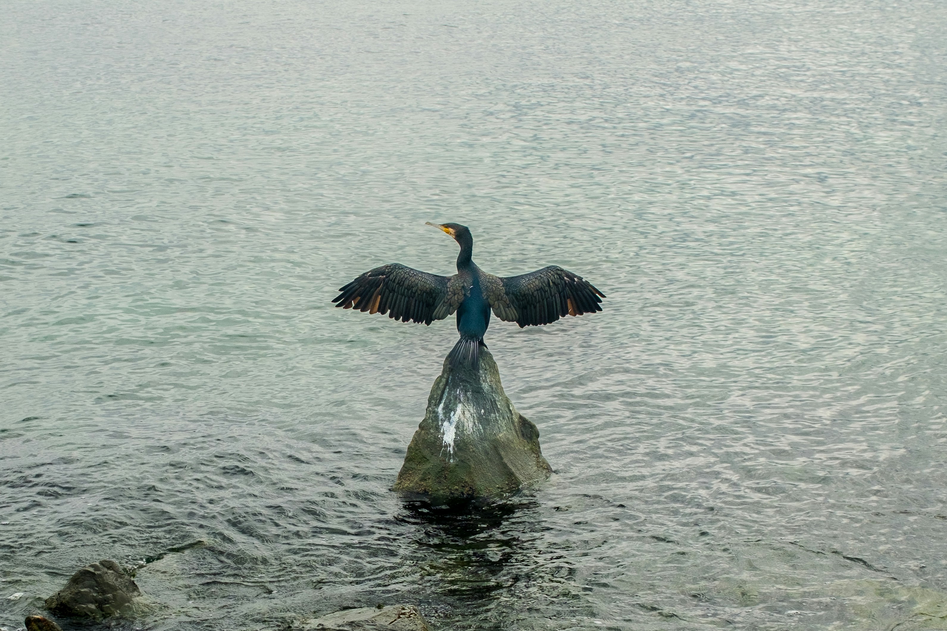 The Sentinel of Serenity
