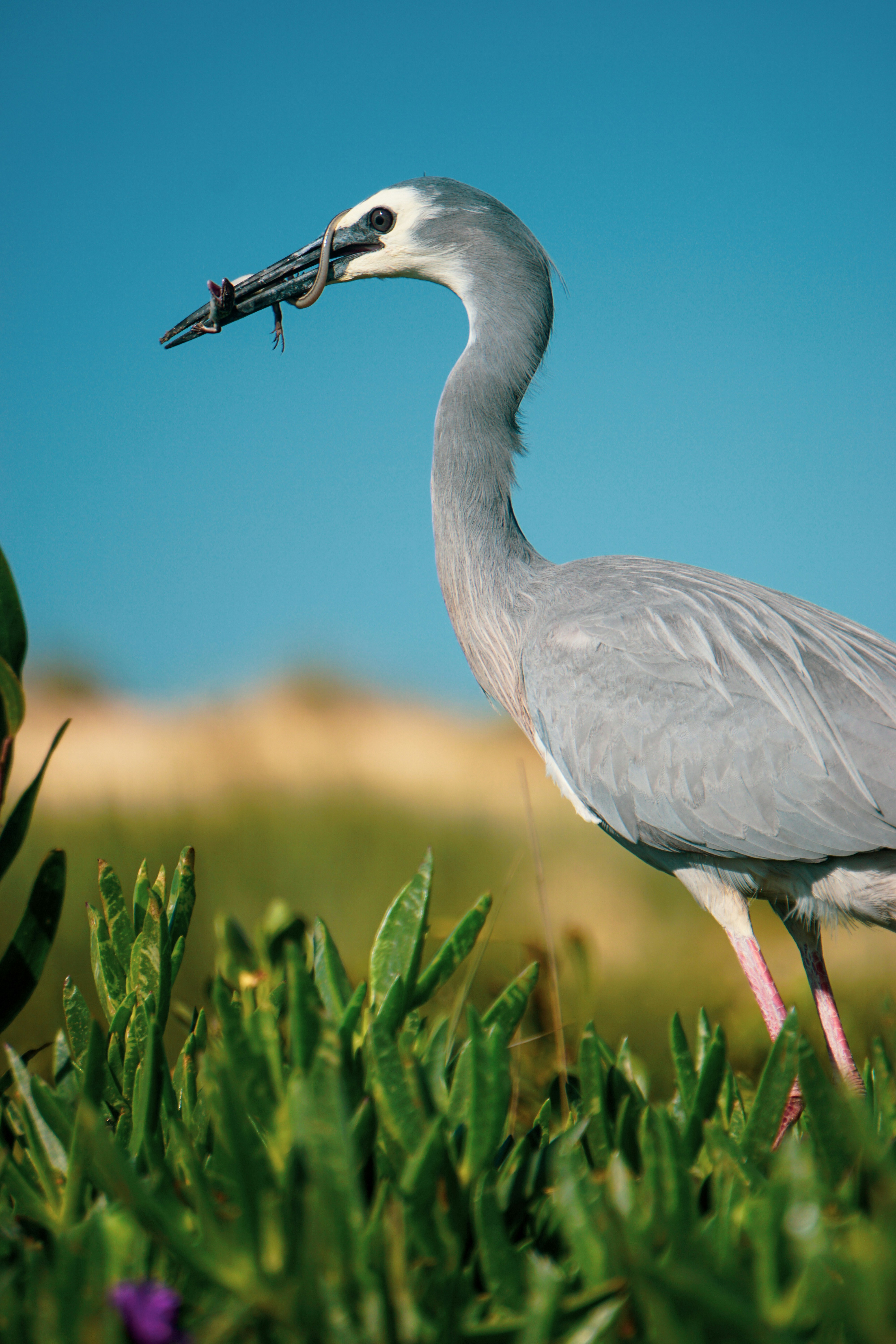 Luckily this Heron let me get close to capture this photo of feeding time with a skink, probably my favourite photo taken so far.