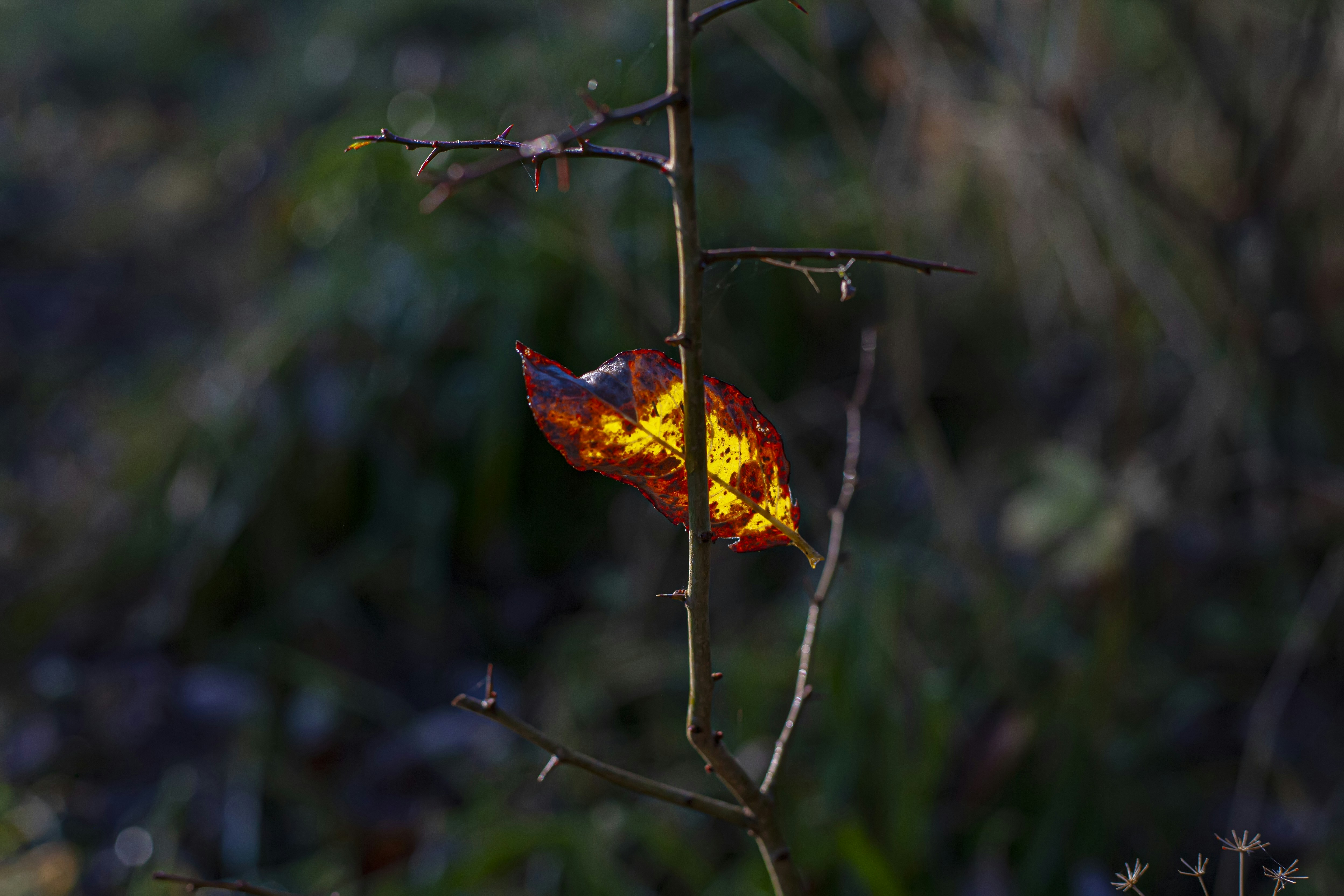 Ember Leaf on a Thorny Stem: a Quiet Autumn Moment
