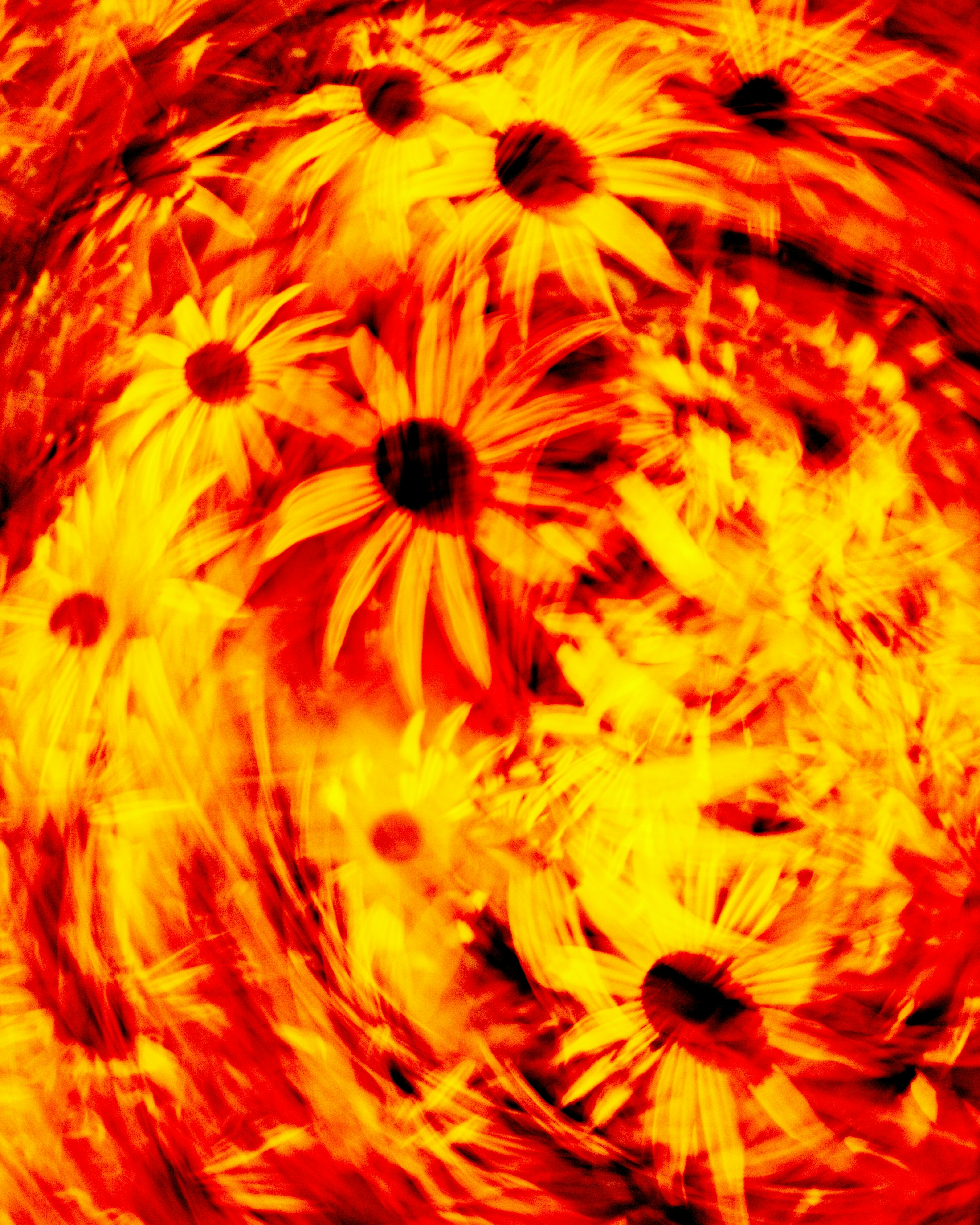 Crimson Daisy Vortex: Petals in a Fiery Spin