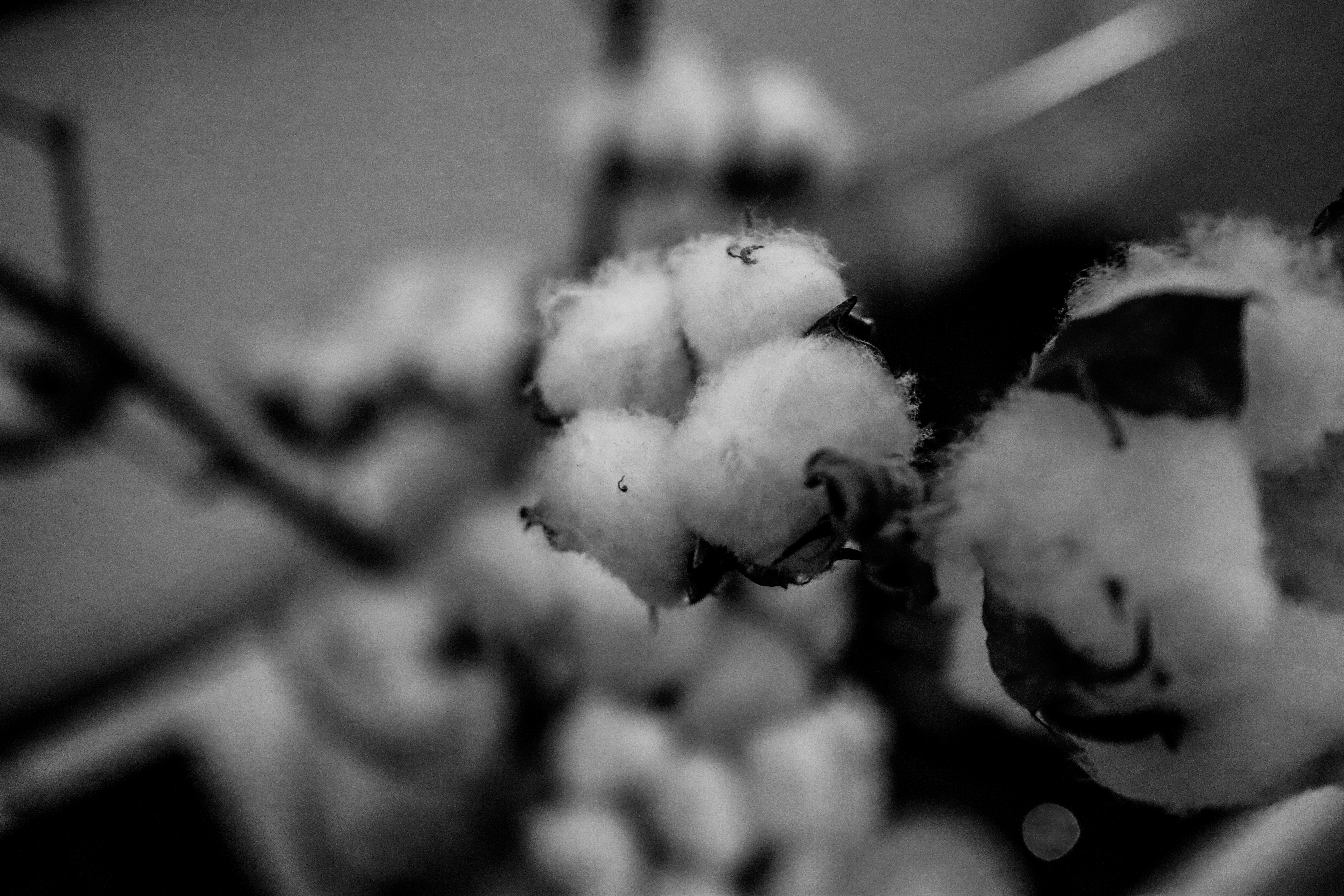 Close-Up Quiet: Monochrome Cotton Bolls in Focus