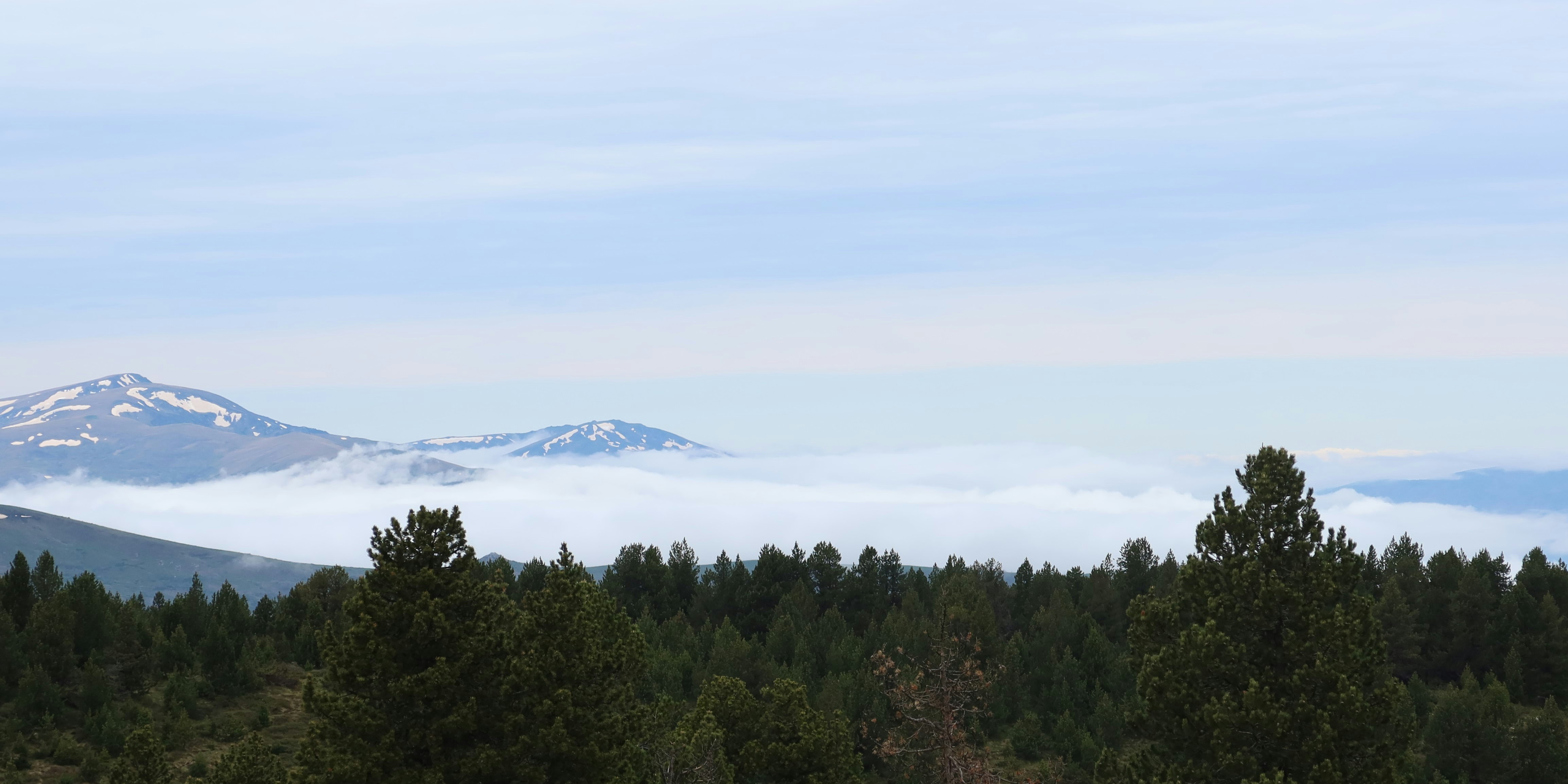 Whispering Pines Under Misty Peaks