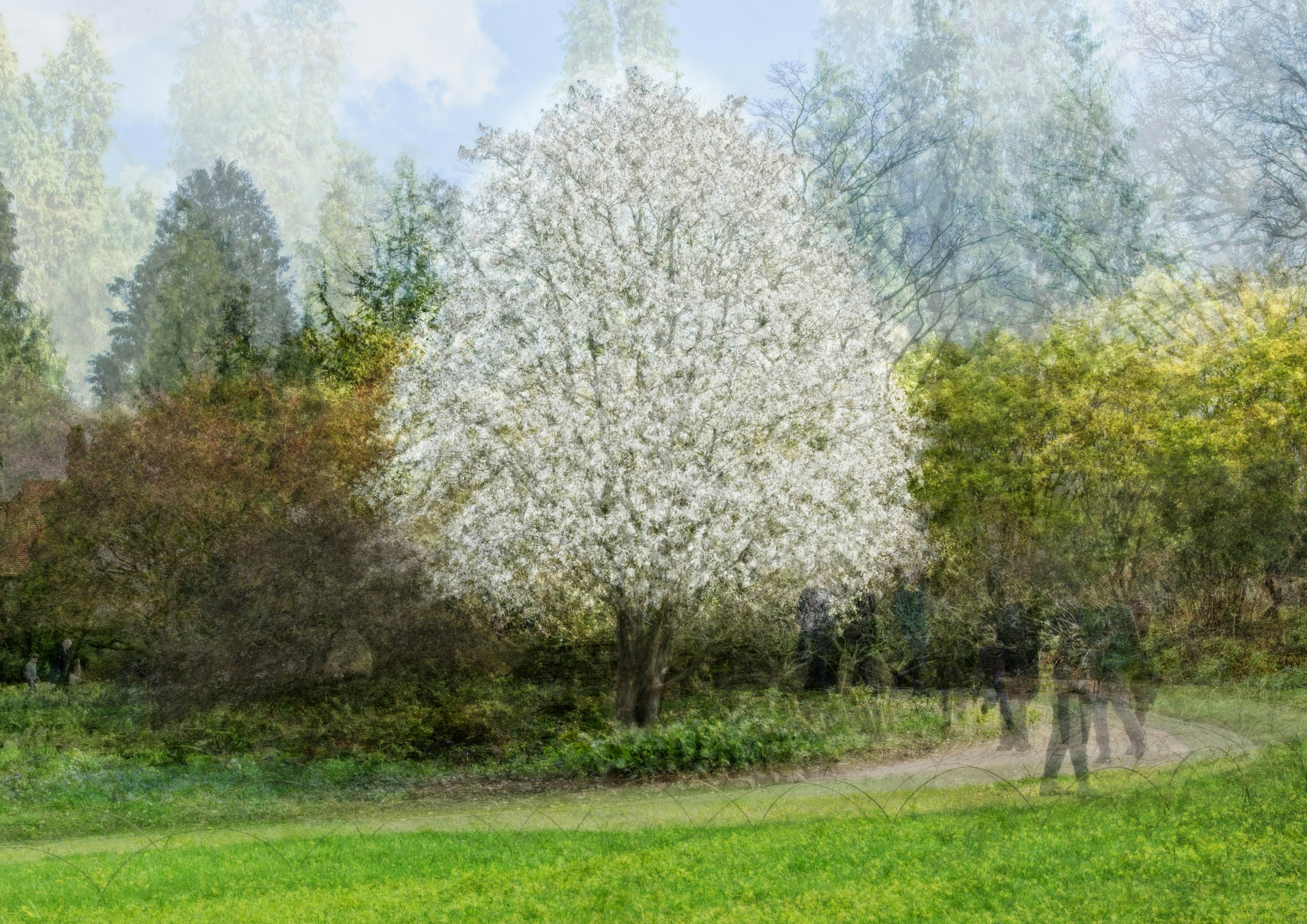Ghosts on a Blooming Path: A Double-Exposure Park Scene