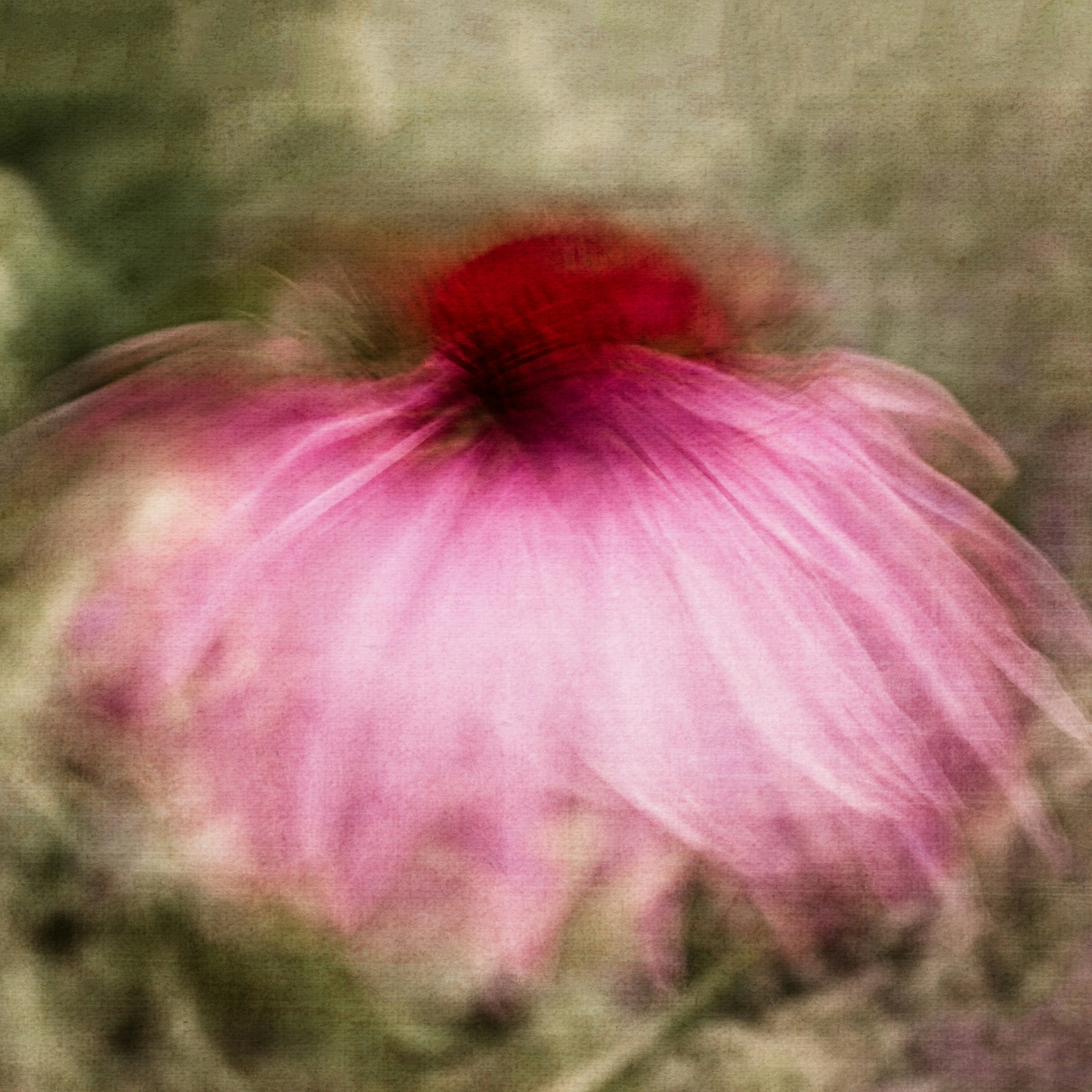 Blurry Pink Bloom in Soft Focus Field
