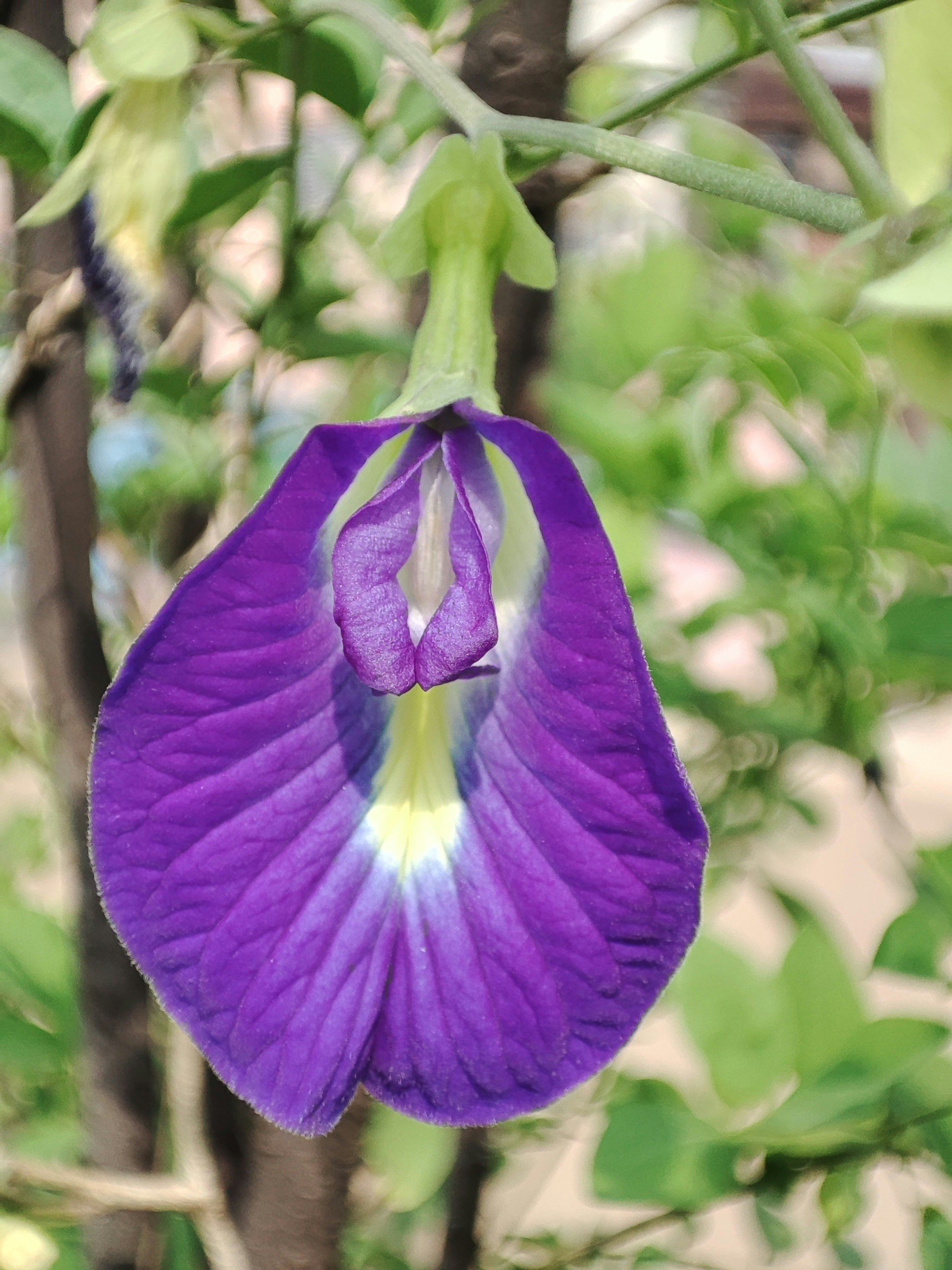 Photo by Masud Rana with Xiaomi Mi 11 Lite