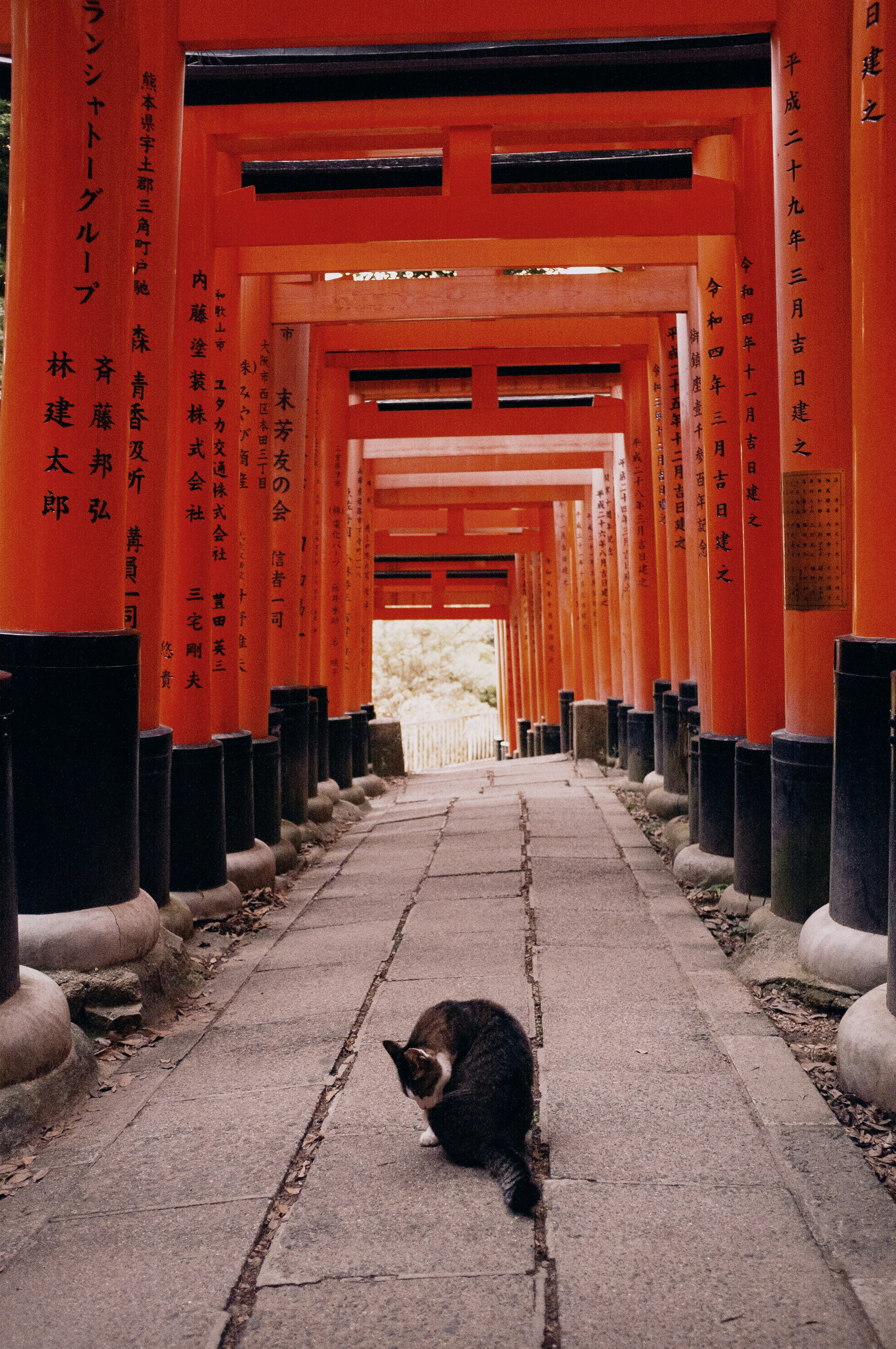 Whiskers Beneath Vermilion Arches: A Quiet Torii Corridor