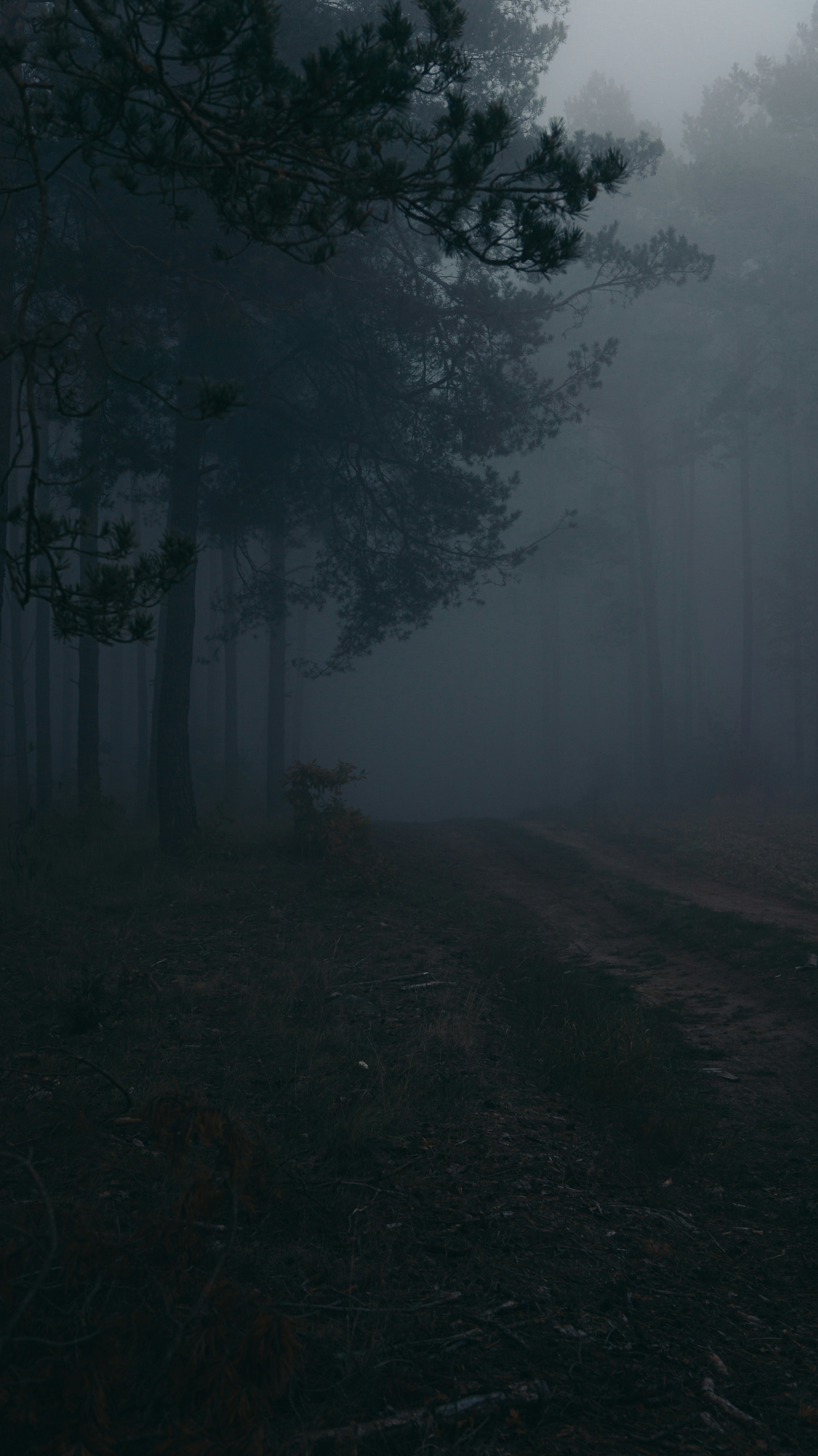 Mist-Hung Pines Along a Distant Path