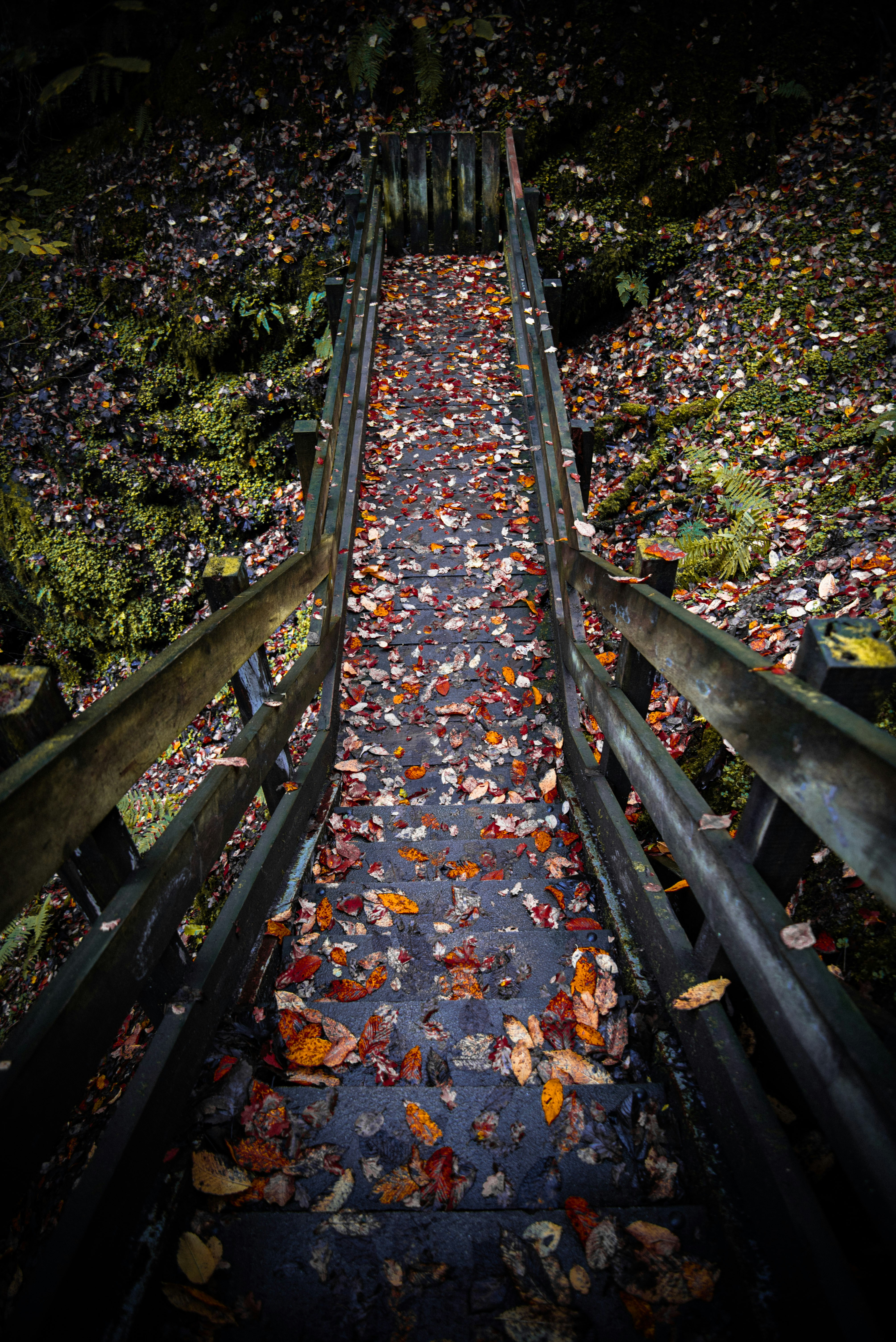 Leaf-Littered Descent: A Narrow Stairway into the Shadowed Garden