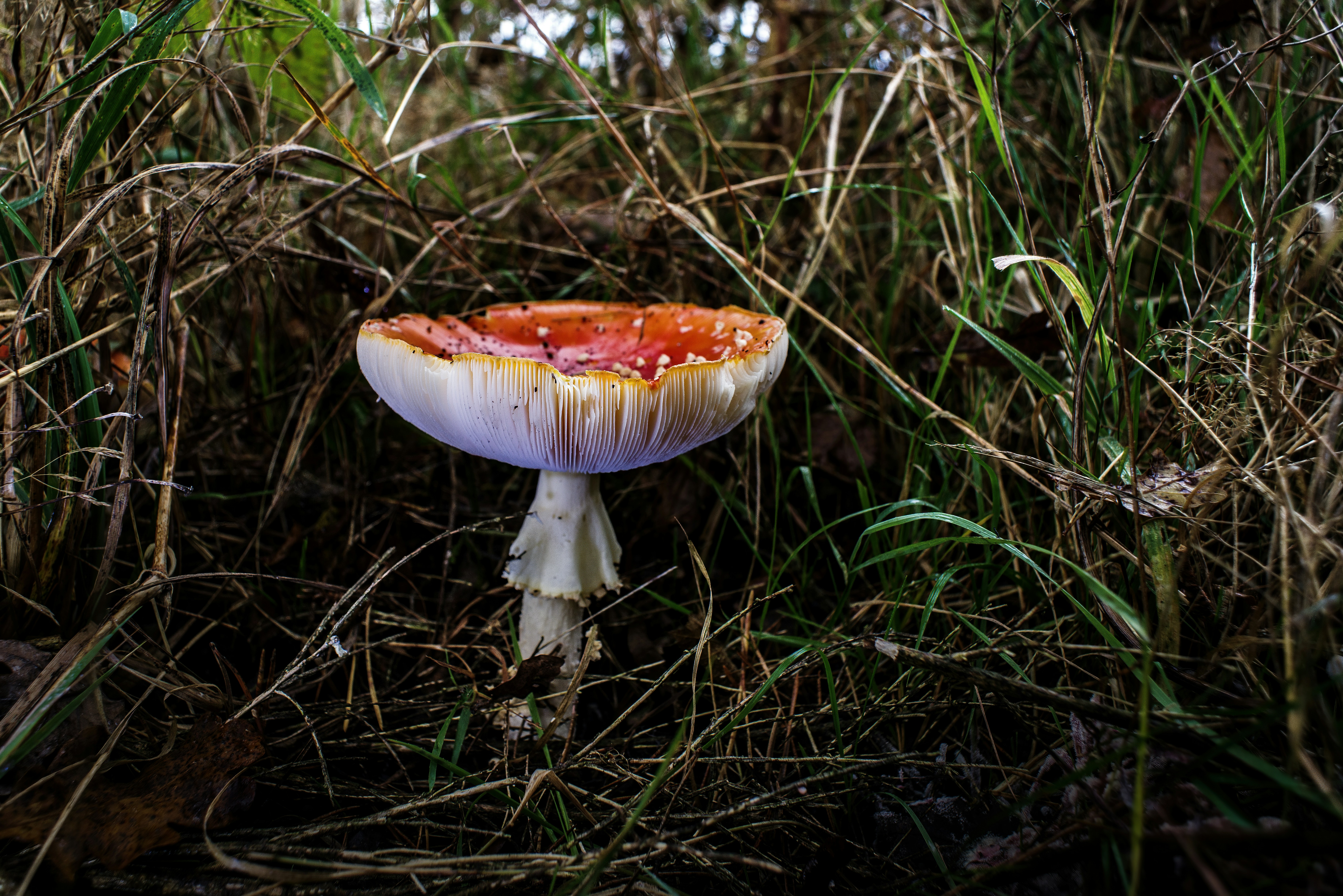 Red-Capped Mushroom in Dense Grass Edges