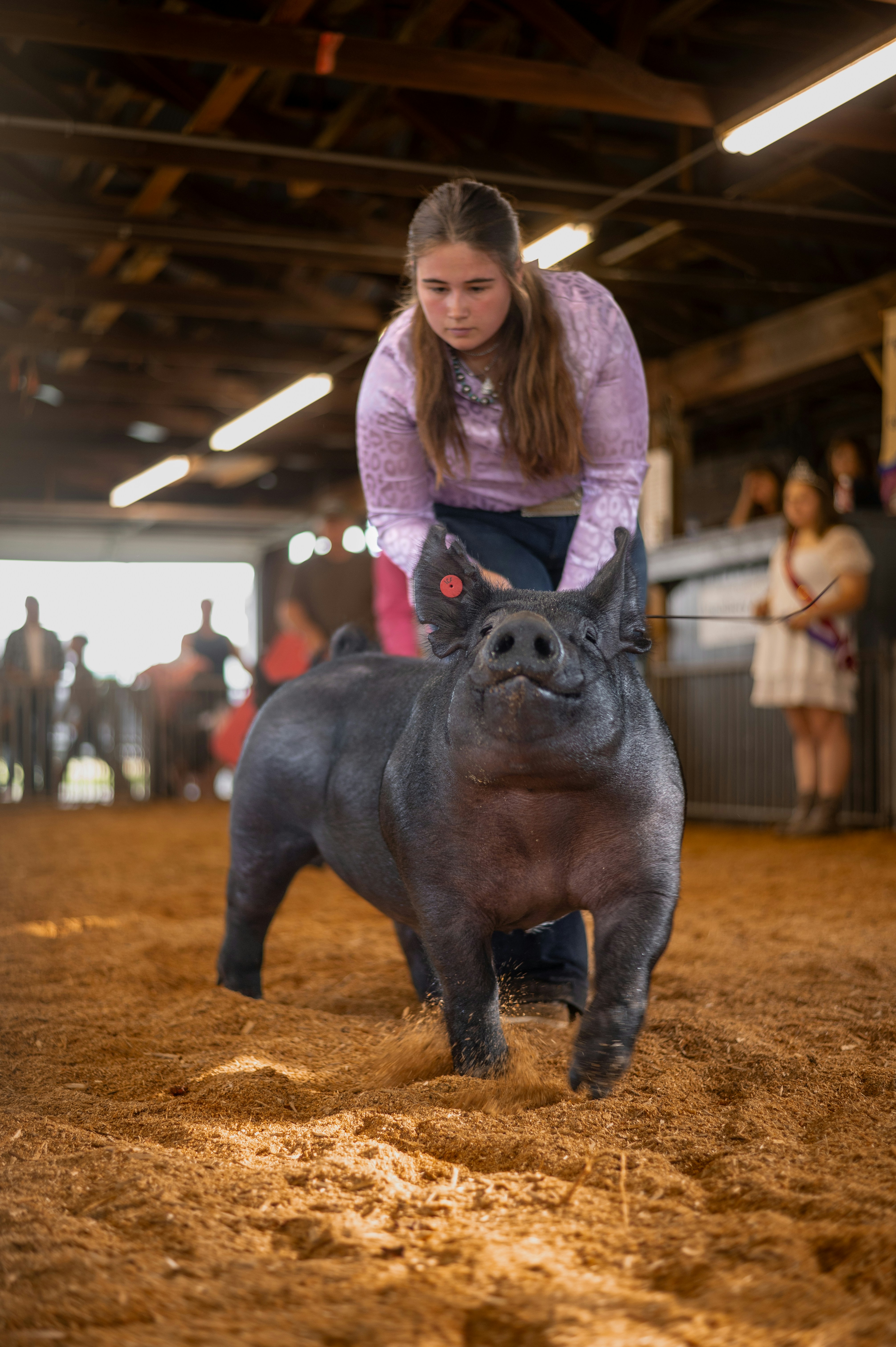 A woman standing next to a pig in a barn photo – Free Animal Image on ...