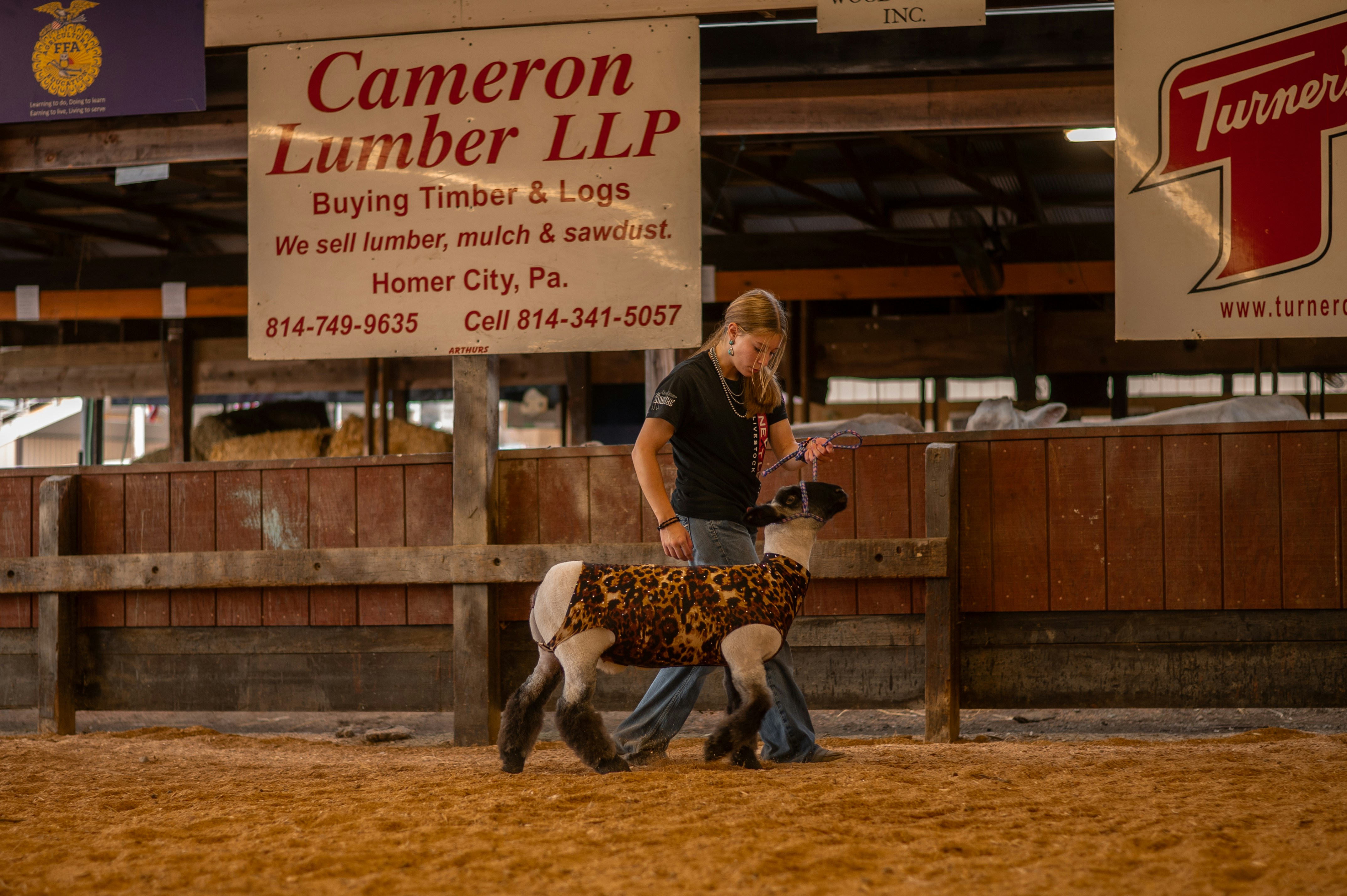 Leopard-Spot Pony Guided by a Focused Handler in an Indoor Arena