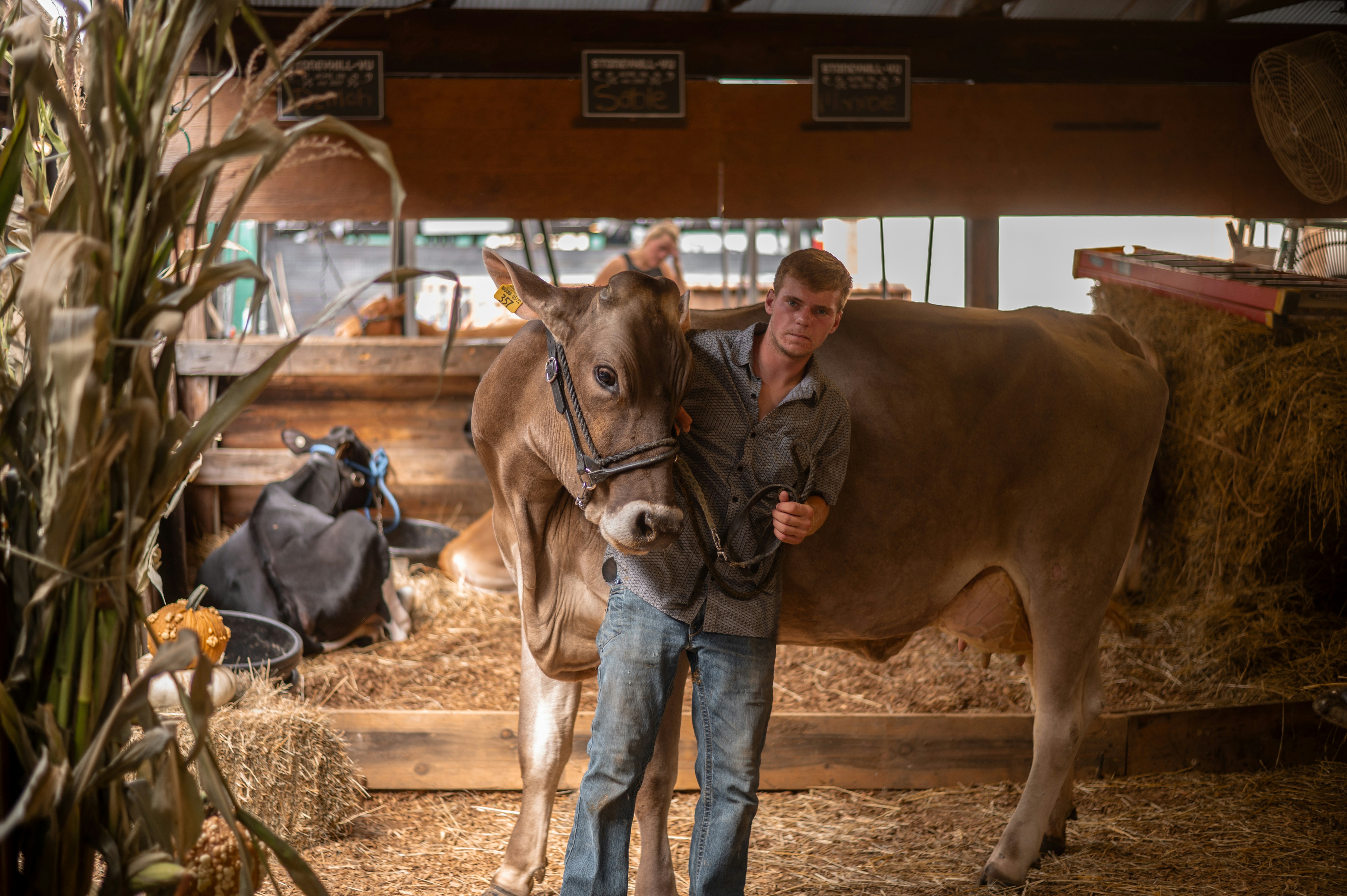 Gentle Giant in the Stable: Quiet Moment Between Man and Horse Under Warm Barn Light