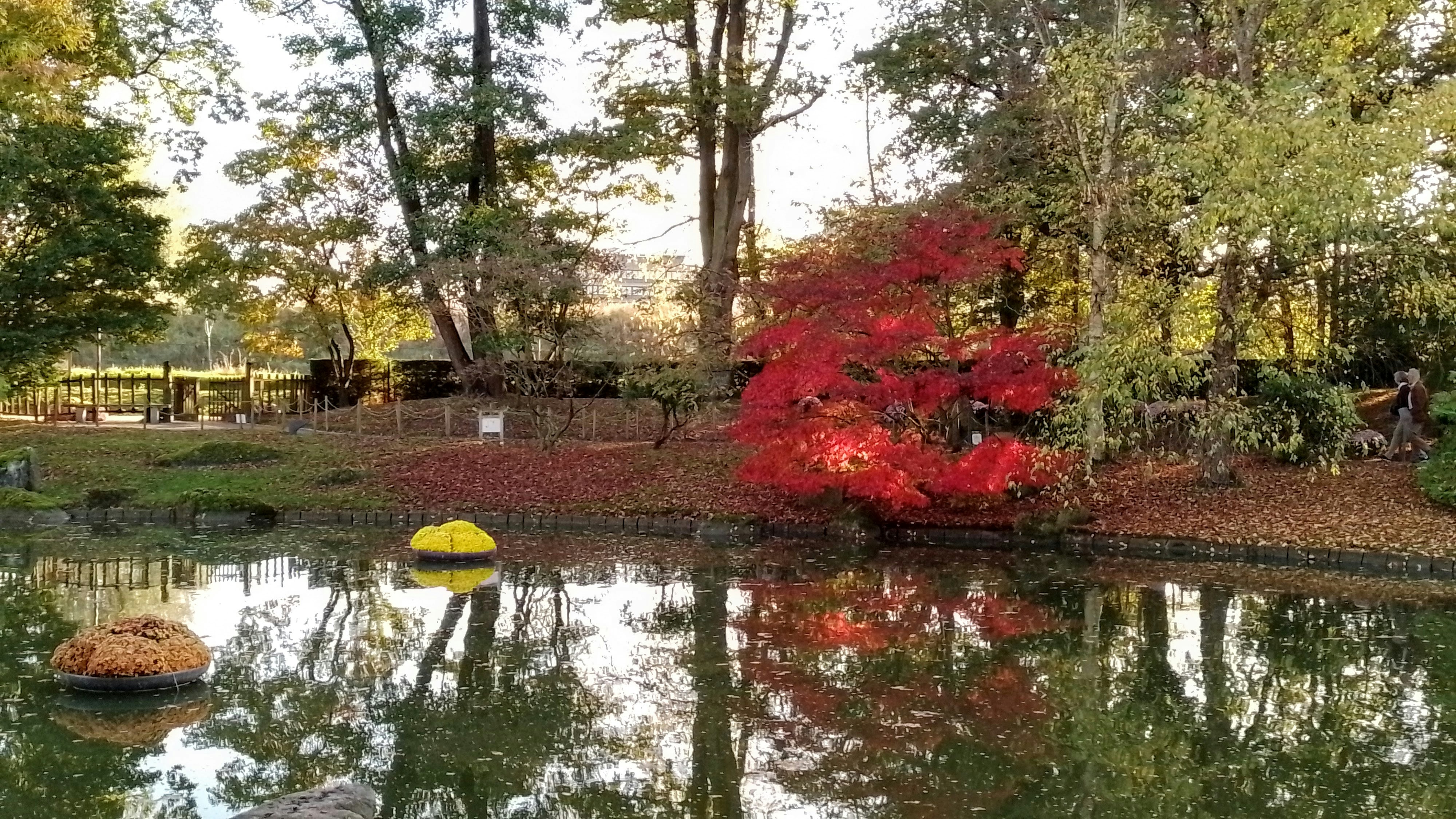 Autumn trees and a red maple mirrored in a calm pond, with a yellow buoy and park path visible in the background. A peaceful riverside scene in a public park.