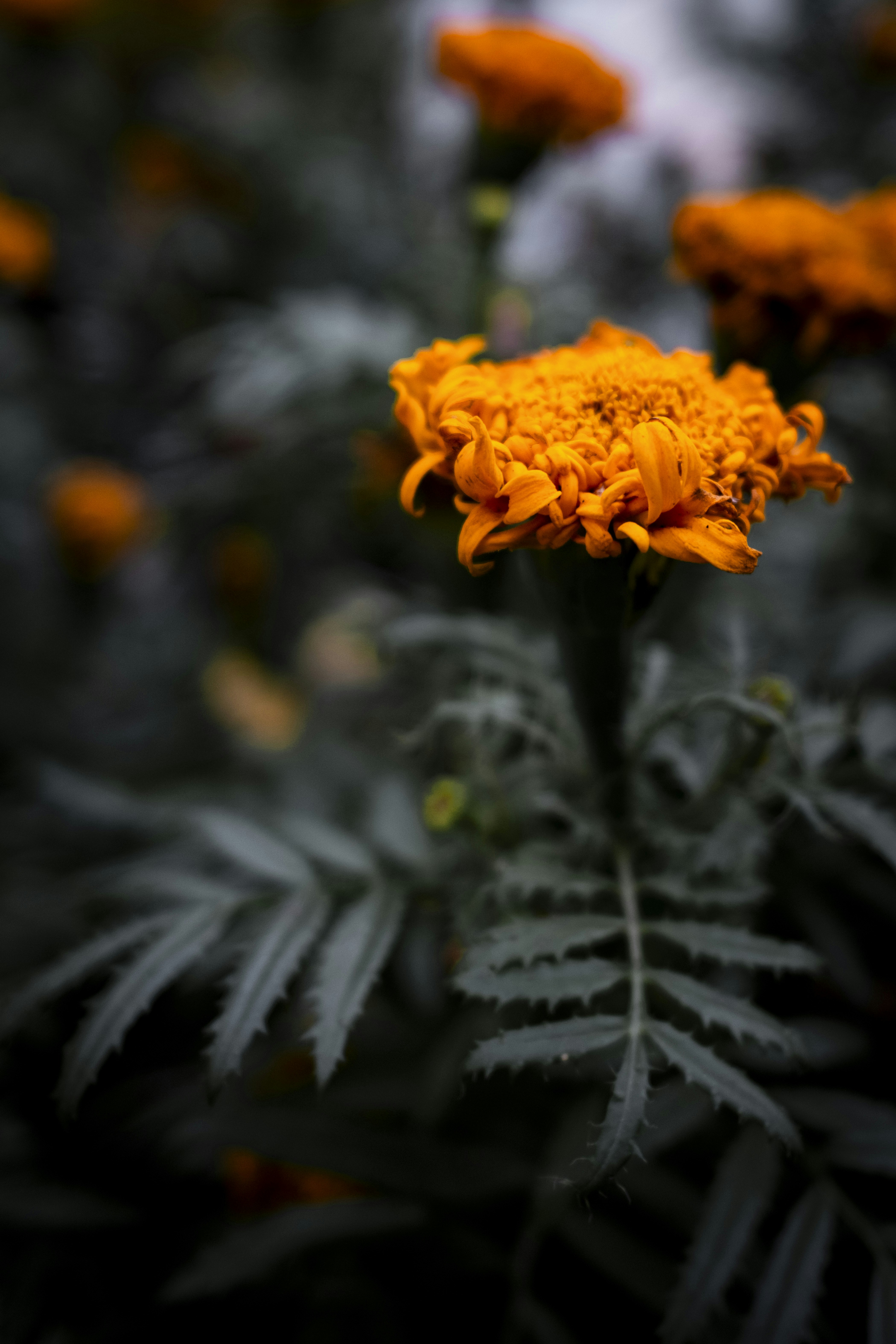 Amber Crown in Velvet Focus: A Close-Up Garden Moment