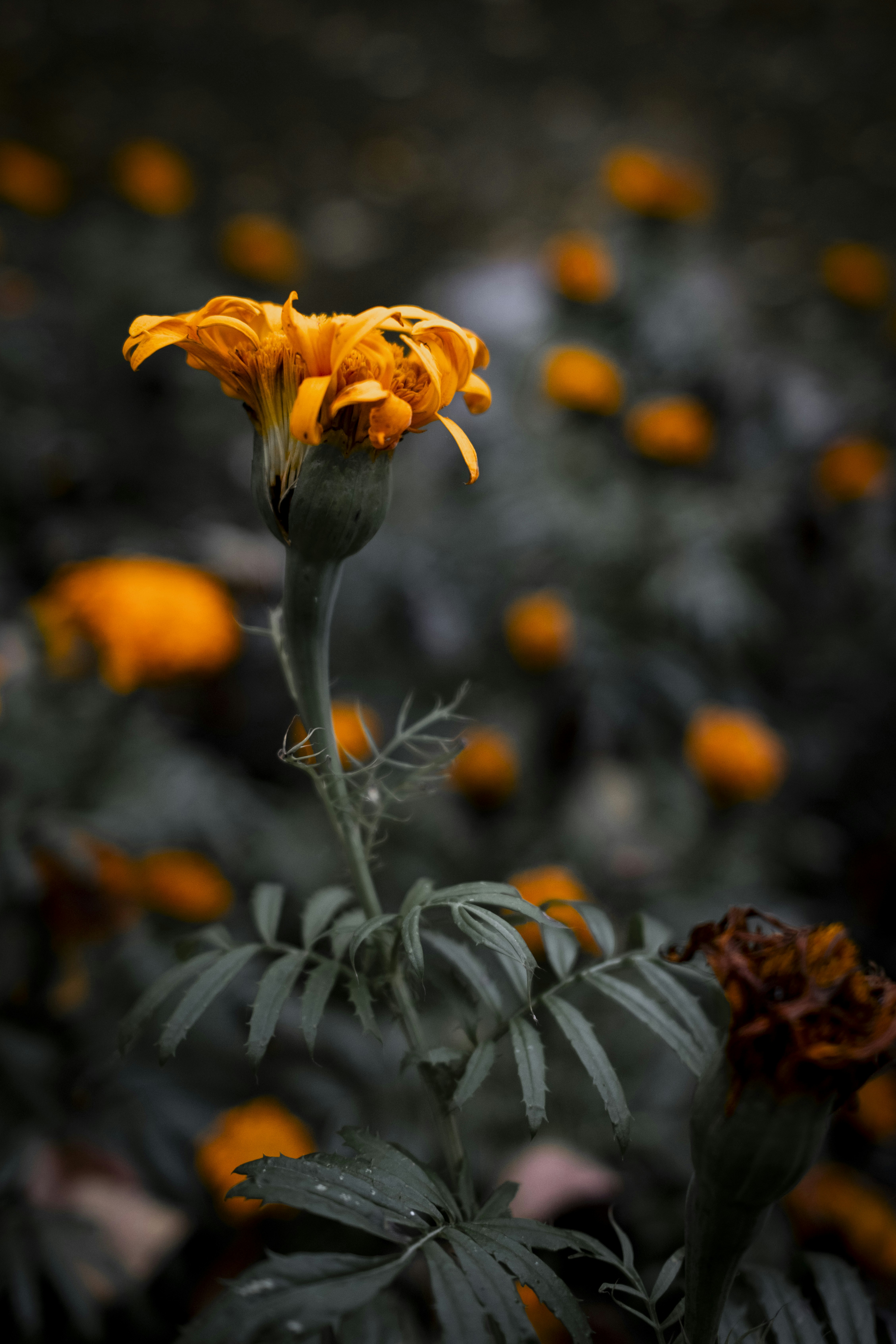 Orange Daisy in a Sea of Blur: A Focused Bloom