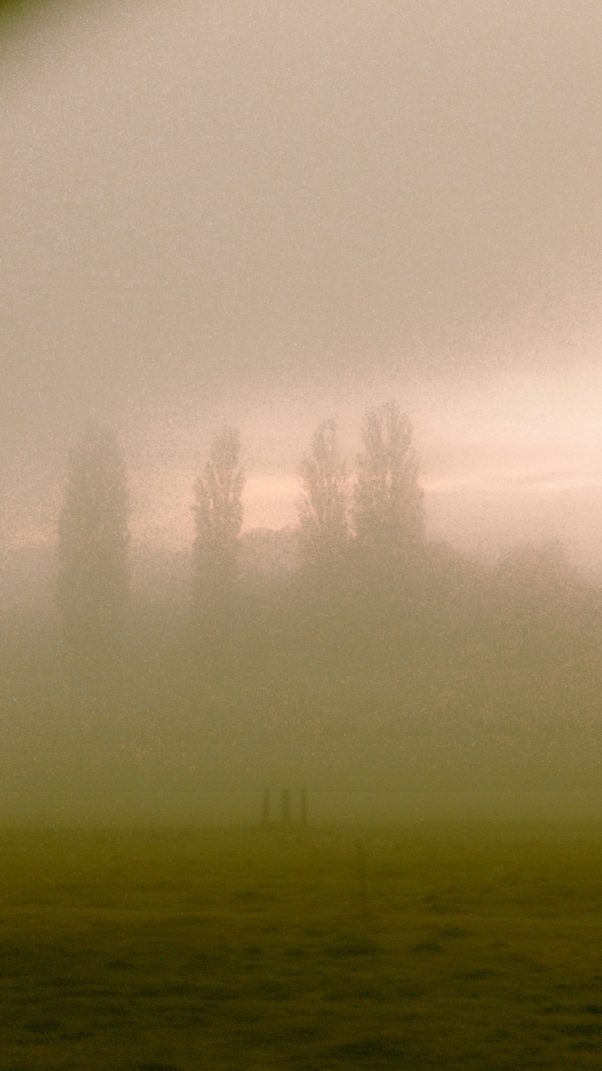 Mist grips a grassy field as a cluster of tall trees fade into the haze at dusk.