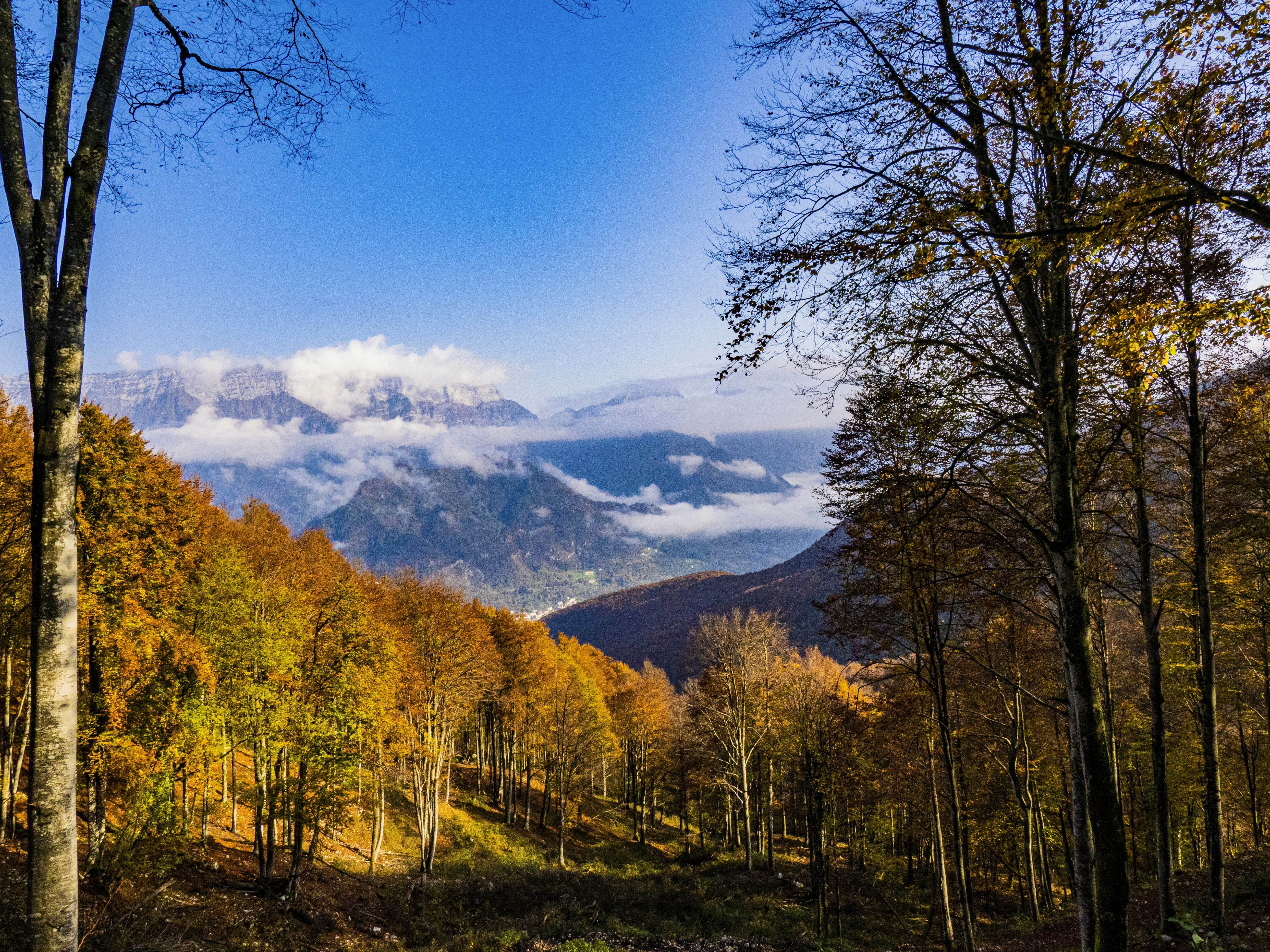 A forest filled with lots of trees covered in fall foliage photo – Free ...