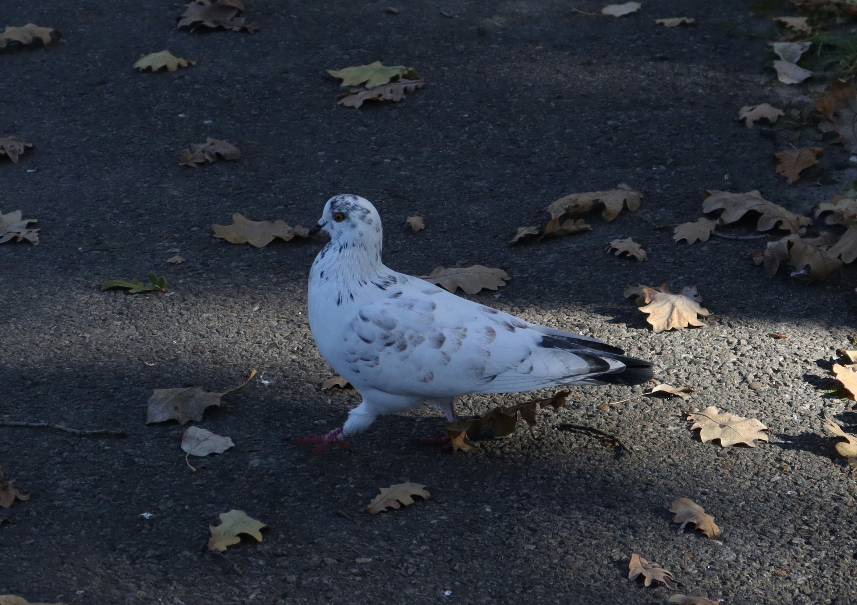Urban Wanderer: The White Dove's Journey