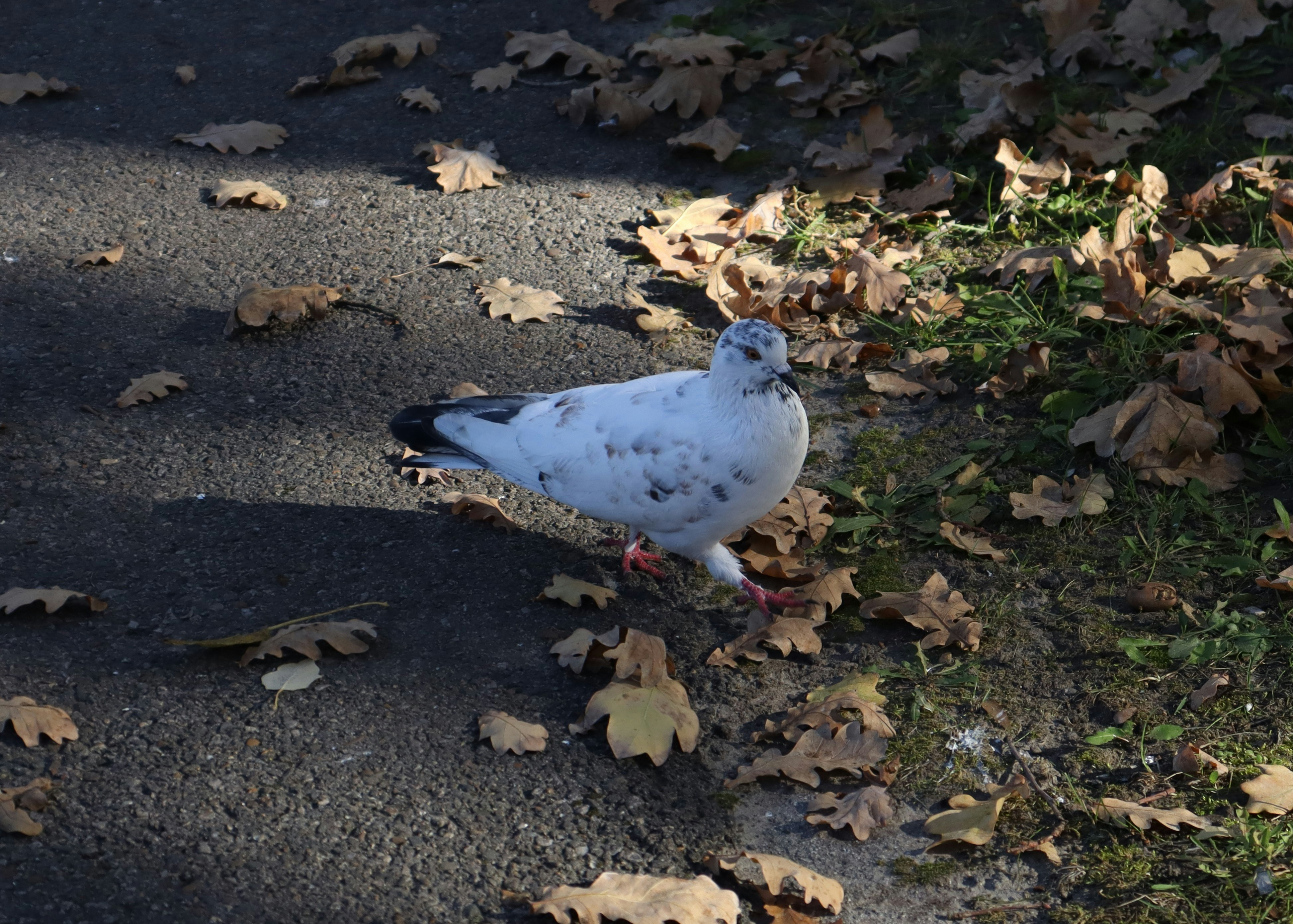White Seabird on Autumn Pathway