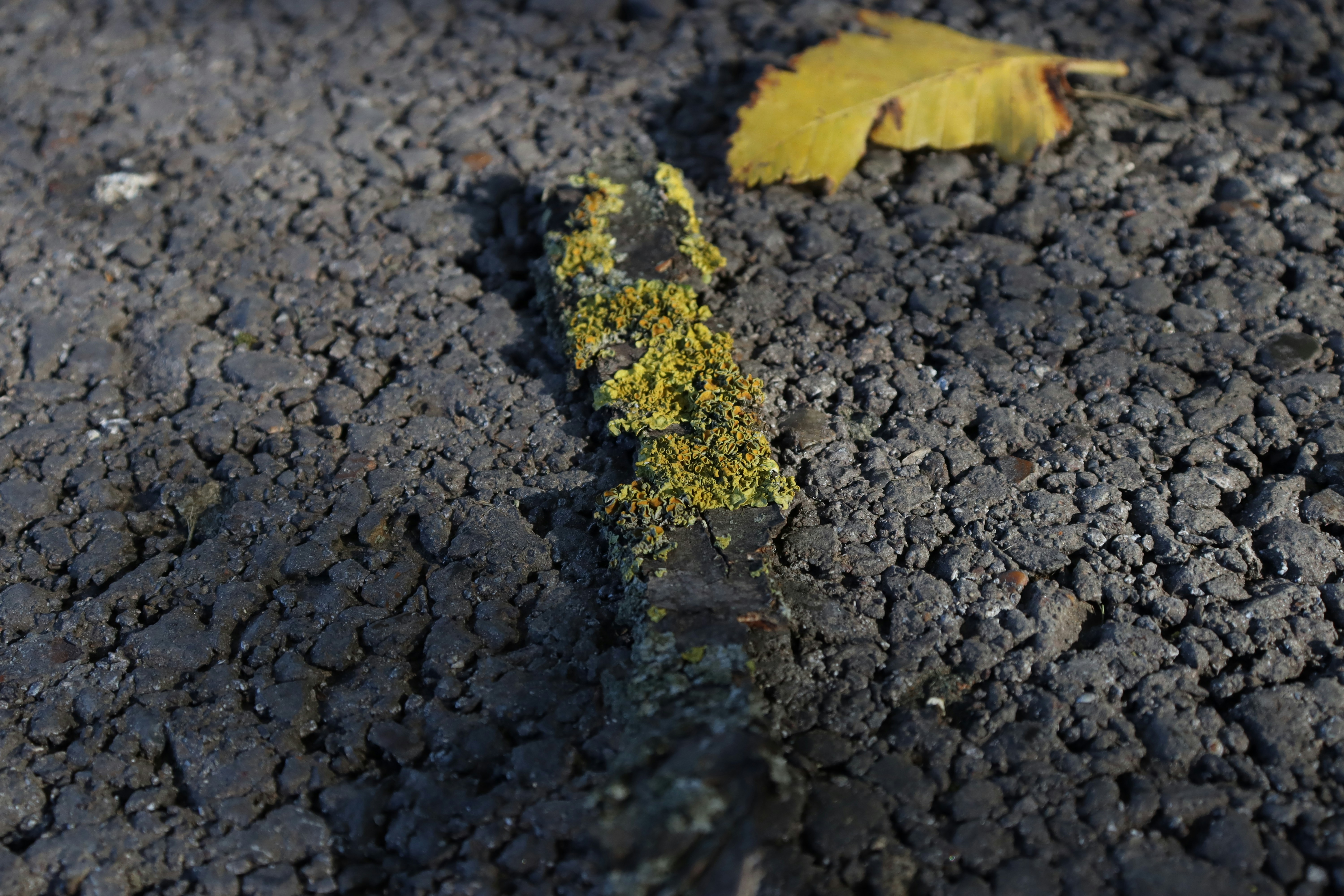 Lichen-Threaded Twig Emerges from Lava Cracks