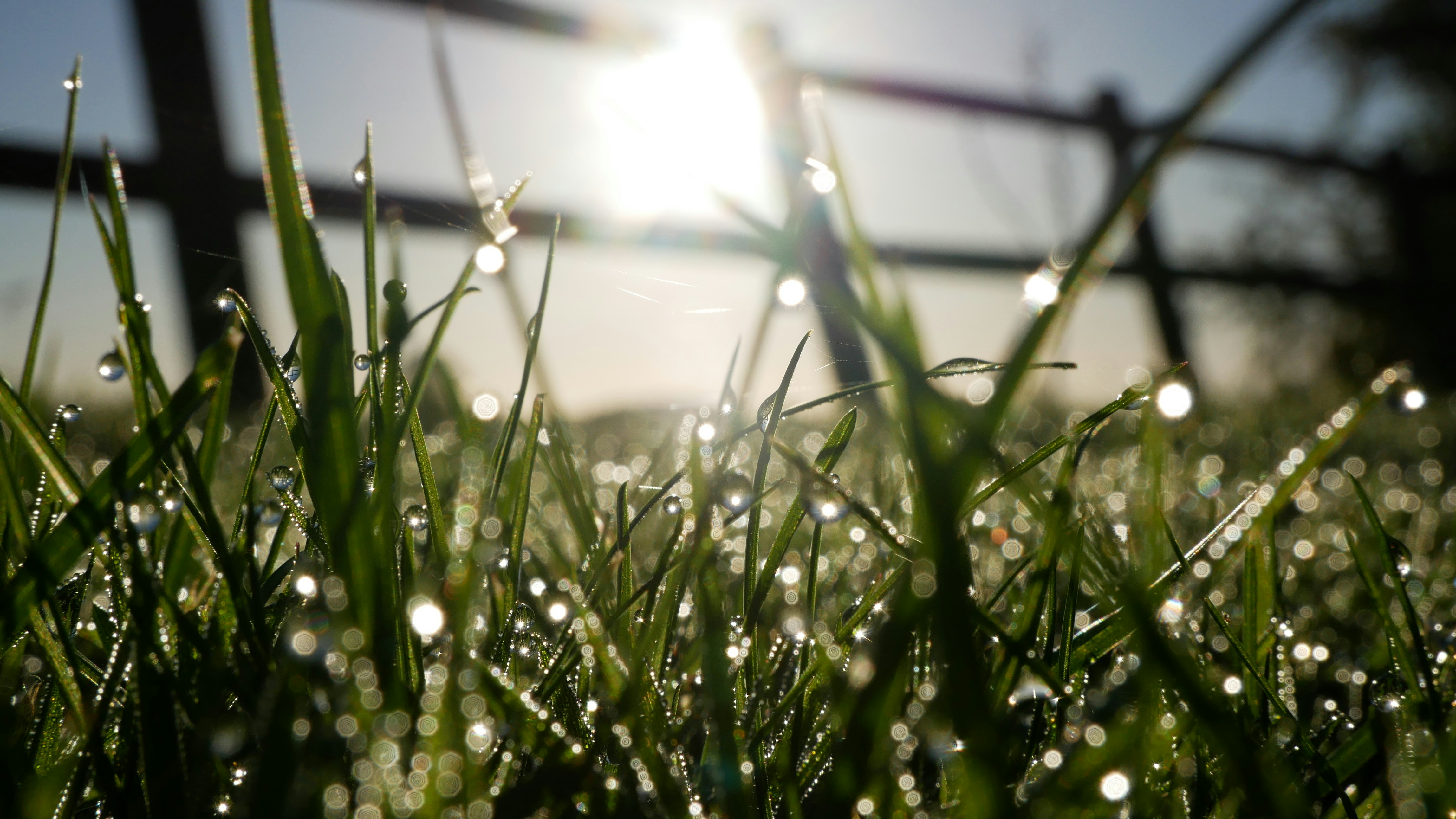 Close-up of dew-kissed grass blades glistening in the morning light, with a soft background of a wooden fence. 