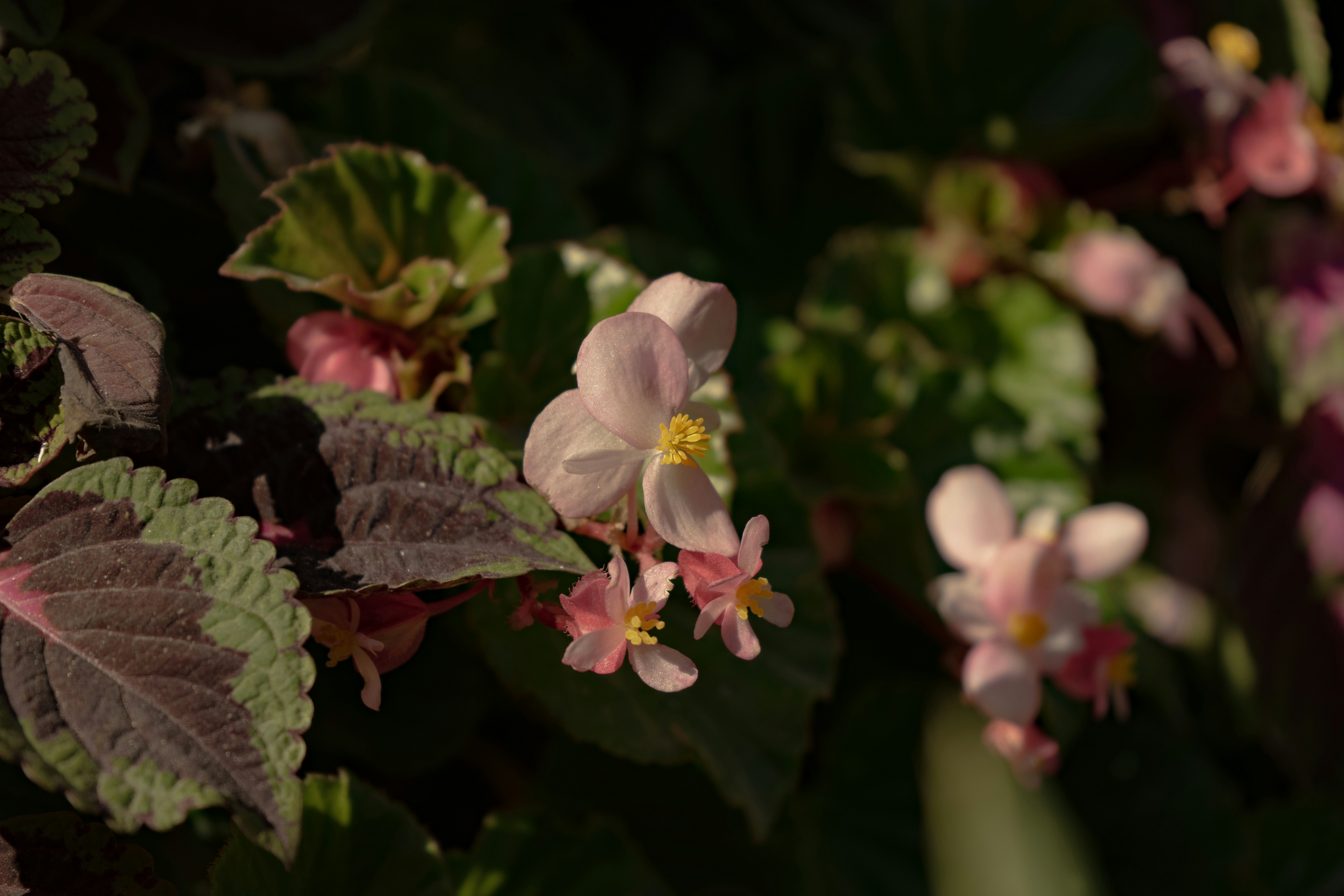 Dappled Pink Blooms: a Quiet Moment in the Garden