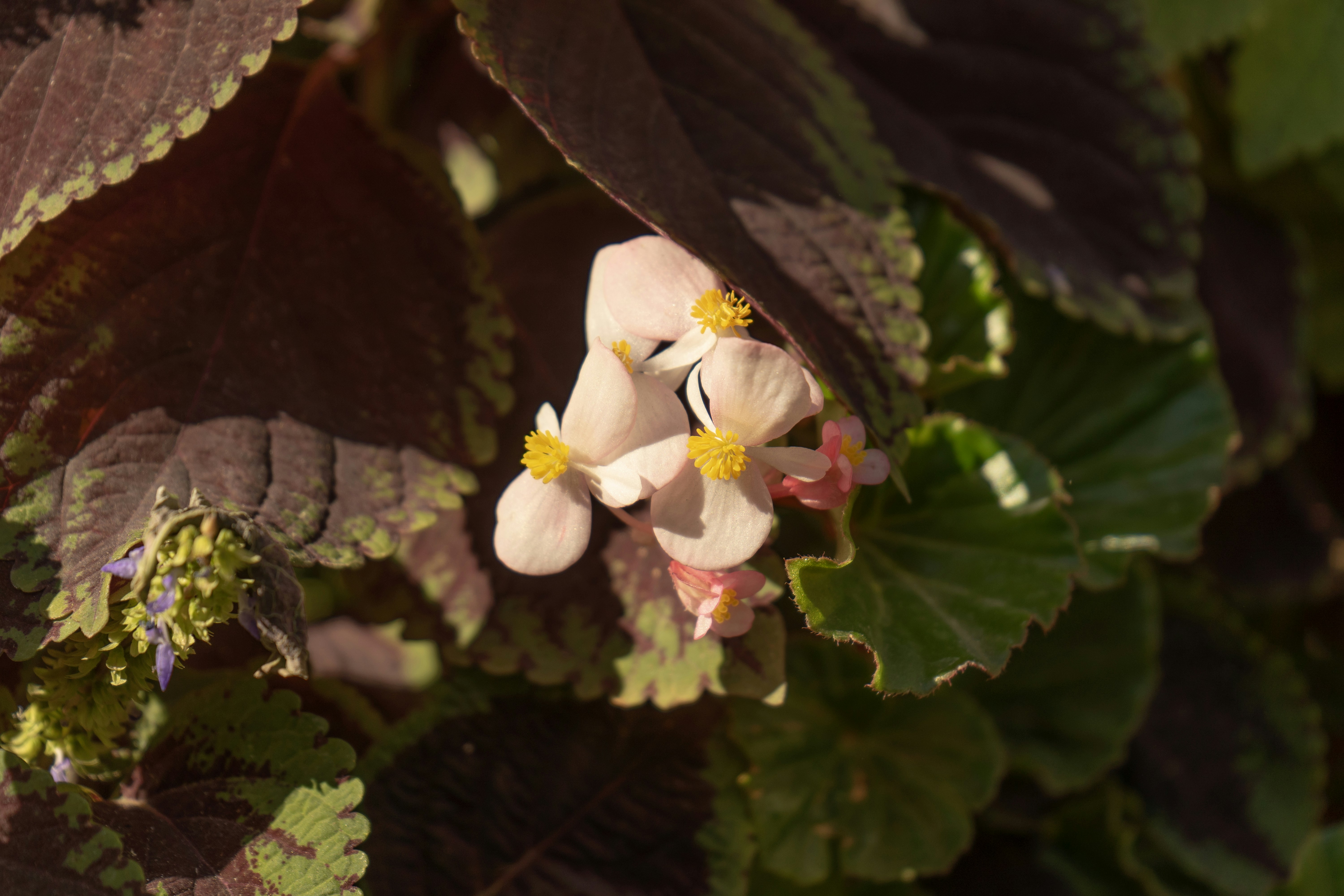 Sunlit White Blossom Peering Through Dusky Serrated Foliage