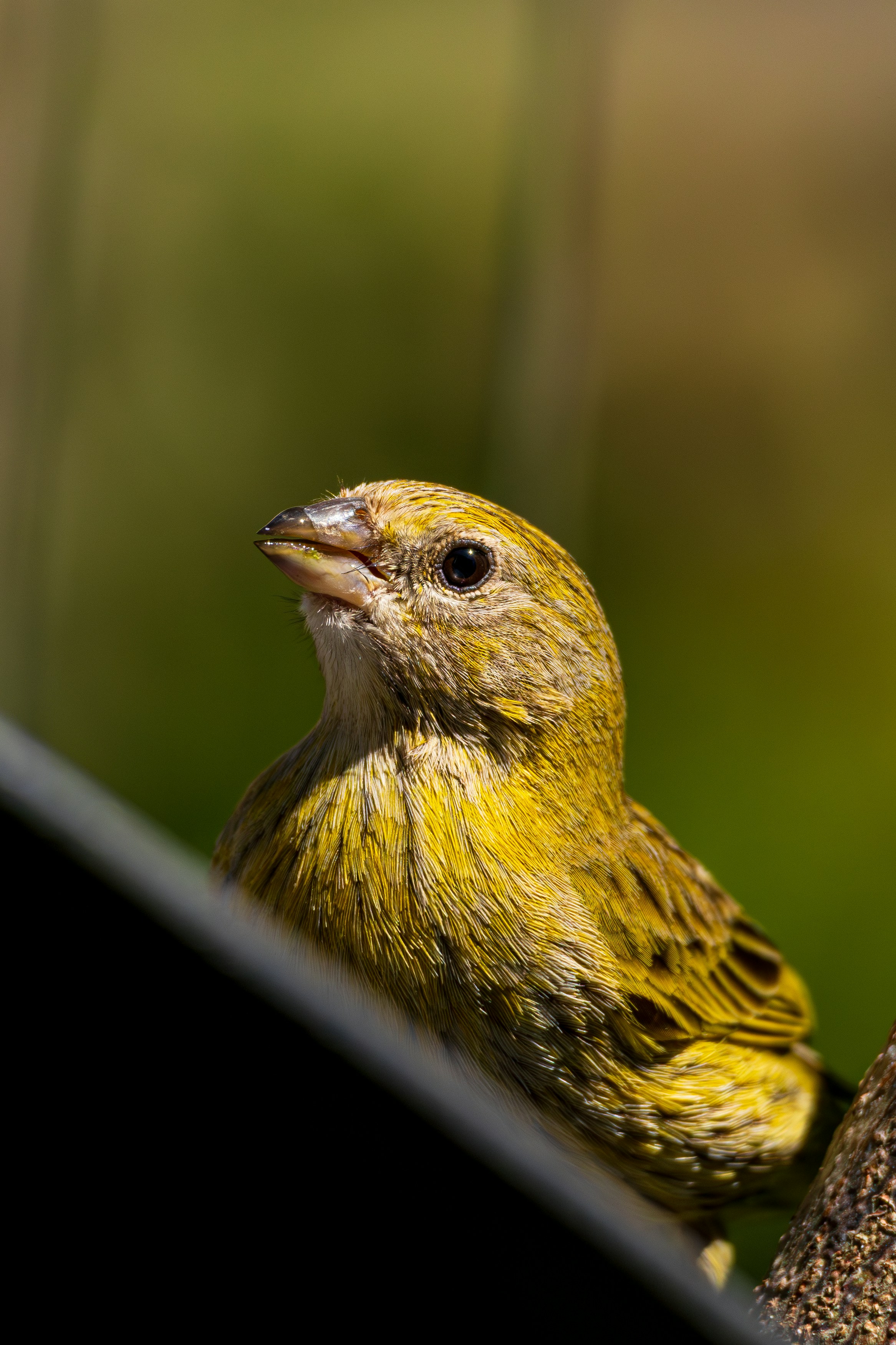 Golden Warbler on a Weathered Ledge Under Soft Spring Light
