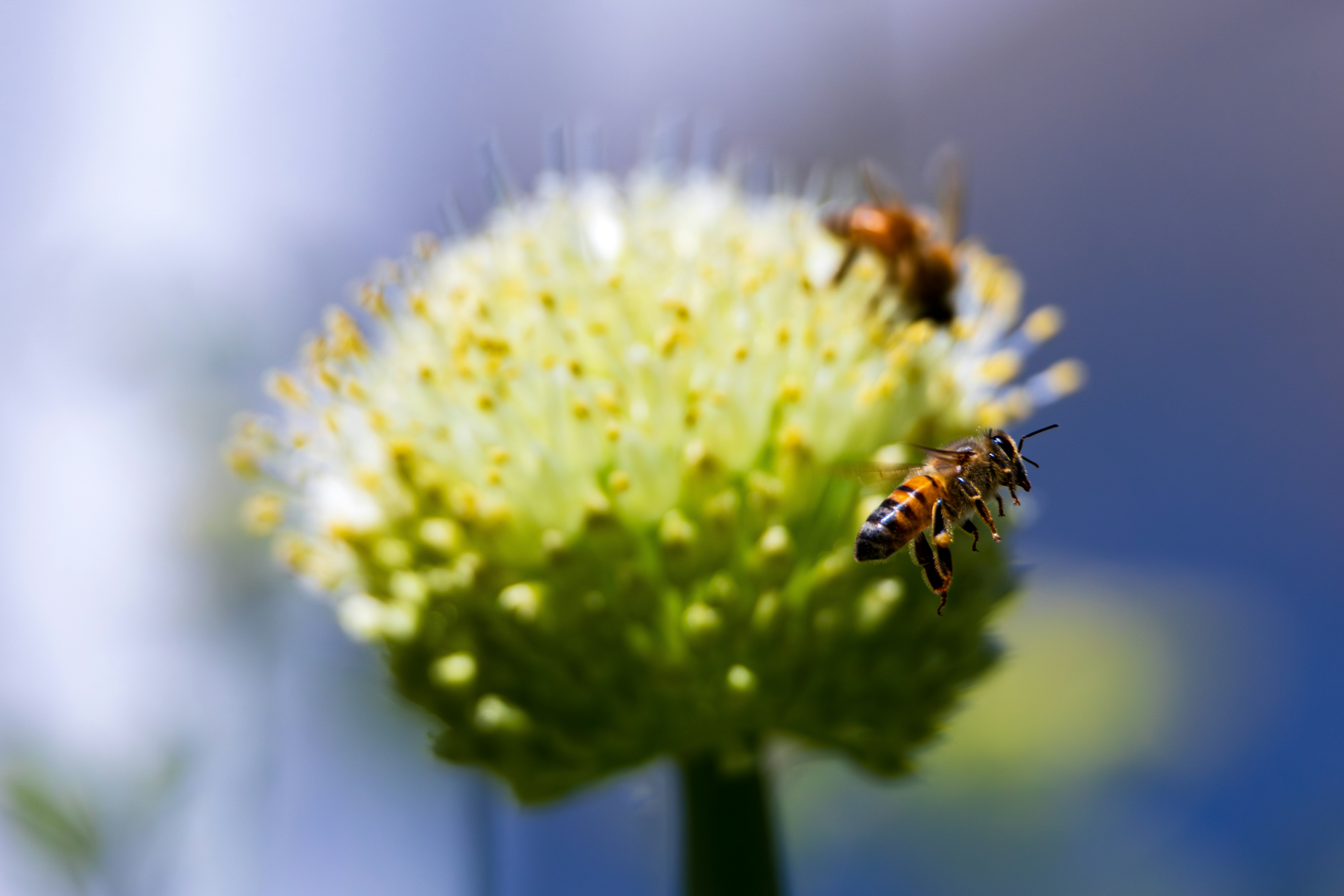 Hovering toward the Bloom: Two bees on a pale pincushion flower