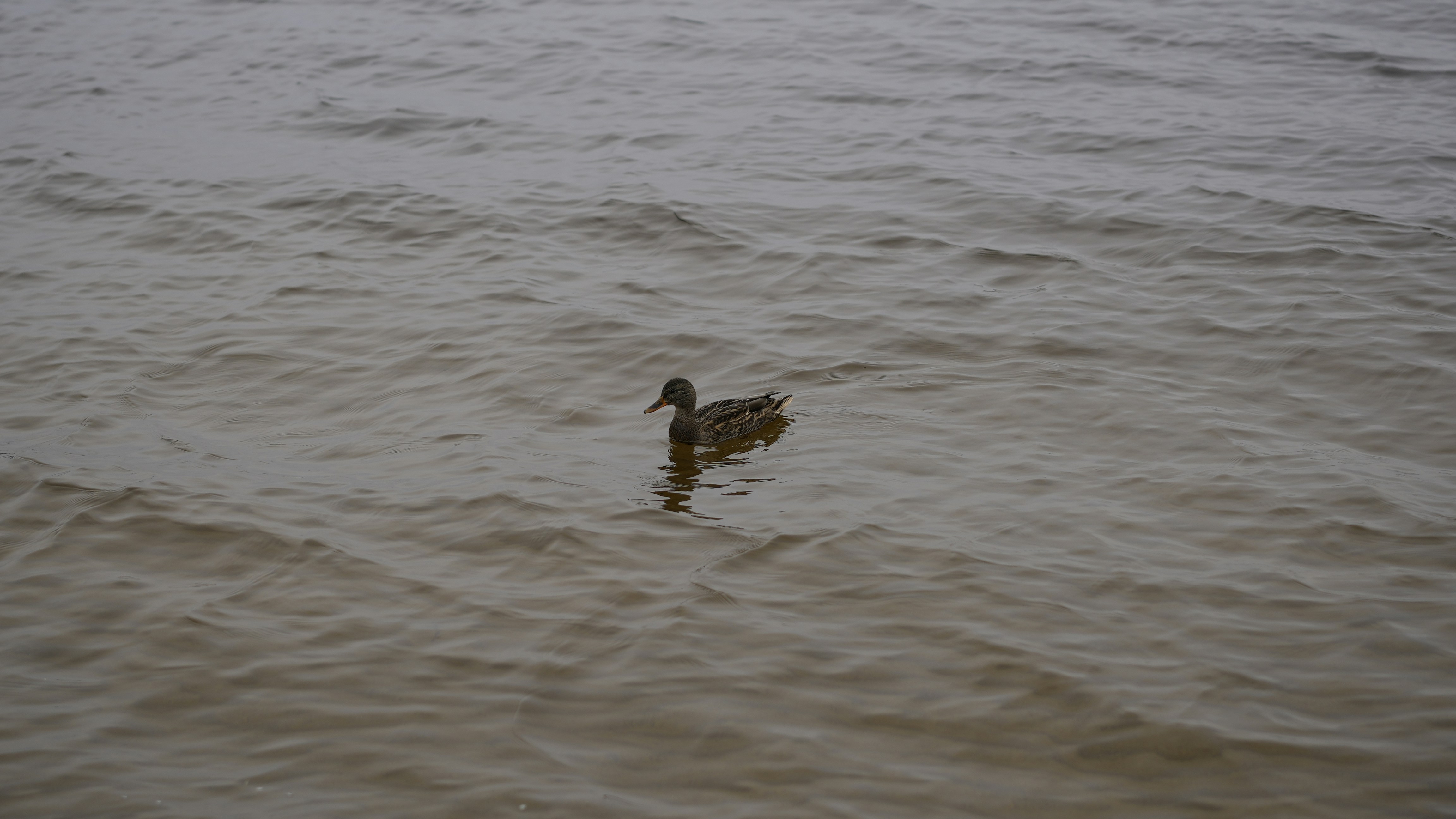 Lone Duck on Quiet Currents