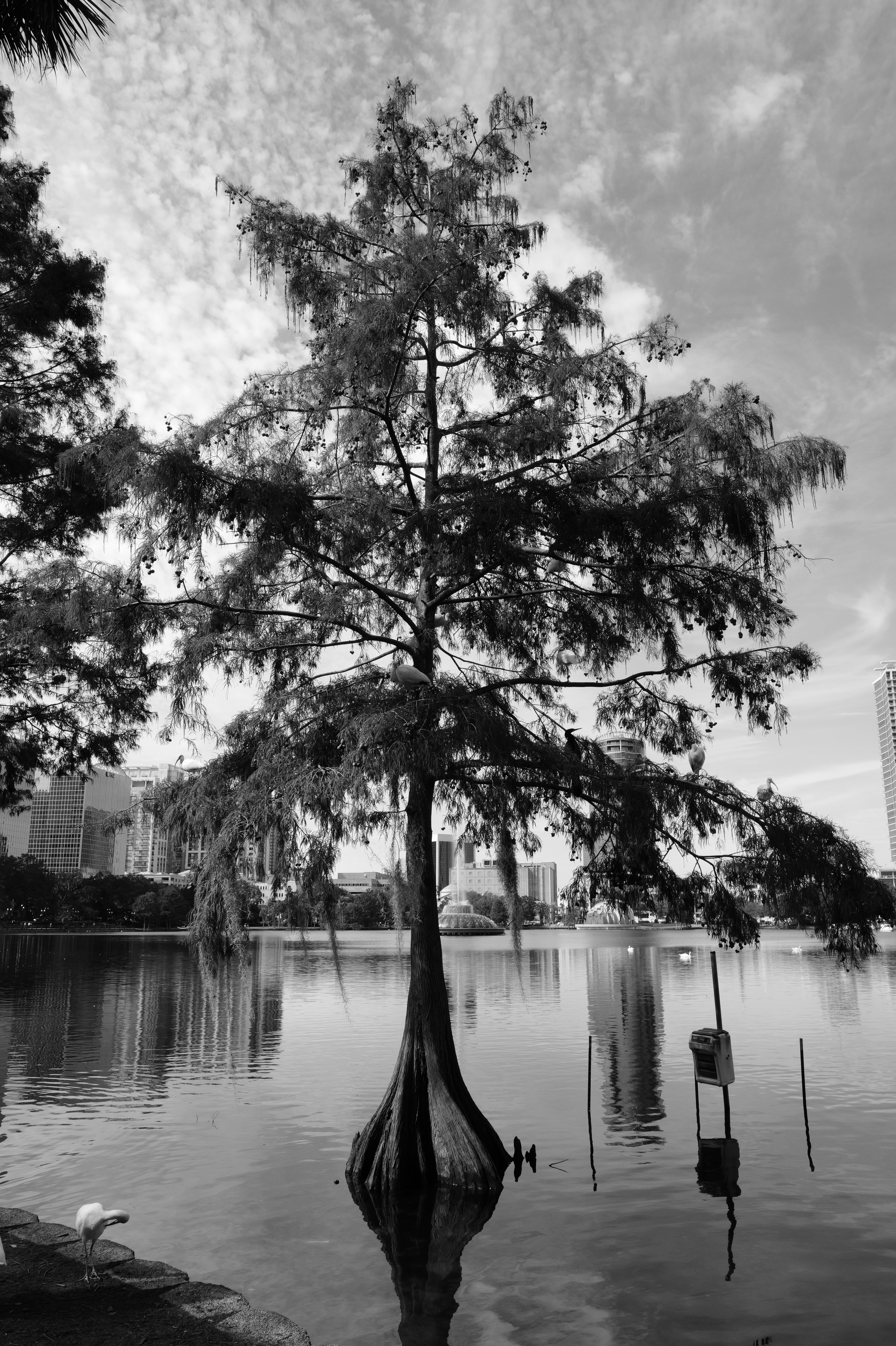 Mono Sentinel: Lone Waterlogged Tree Framing the City Edge