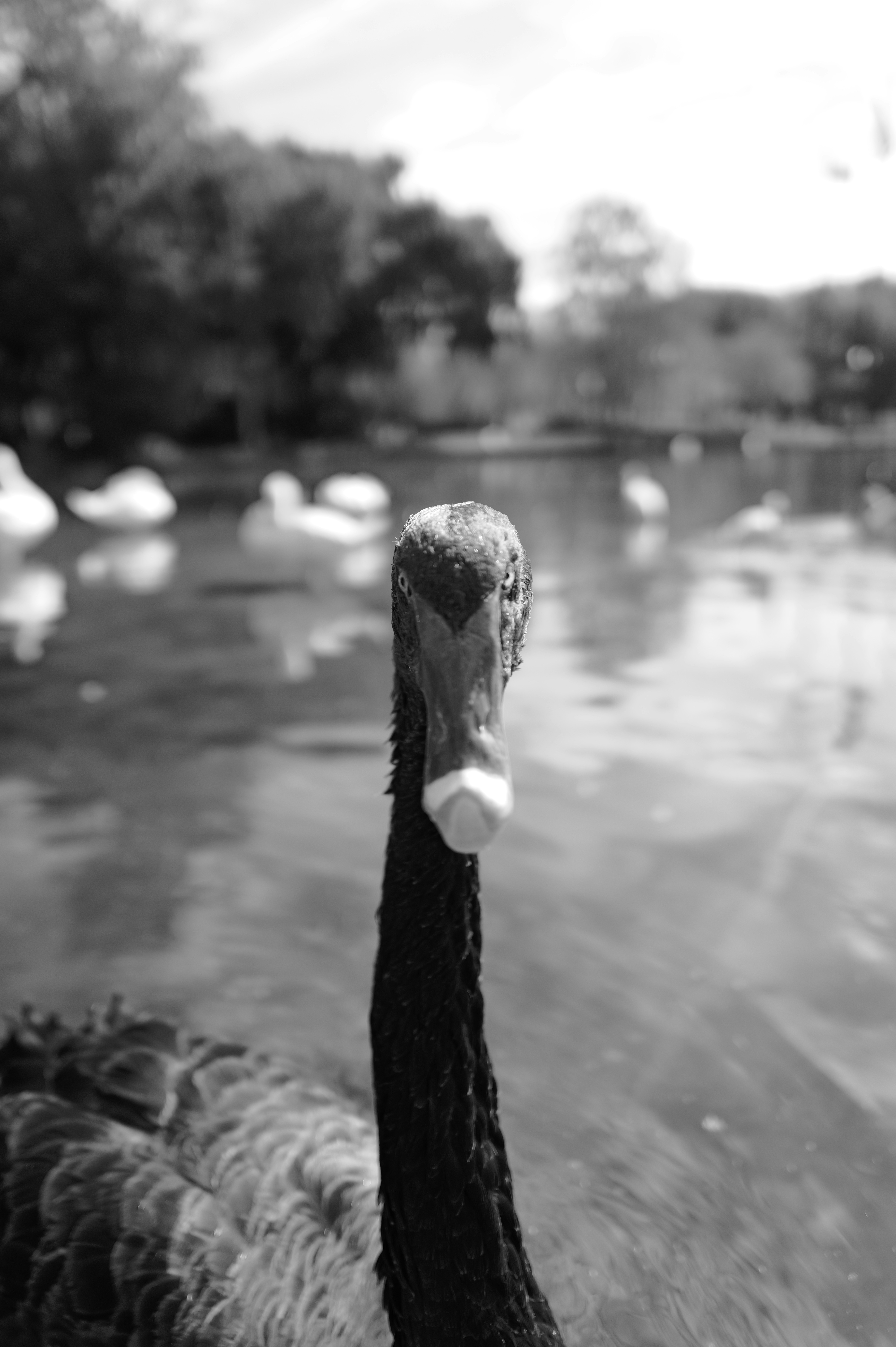Direct Gaze of a Black Swan: A Quiet Portrait by the Pond
