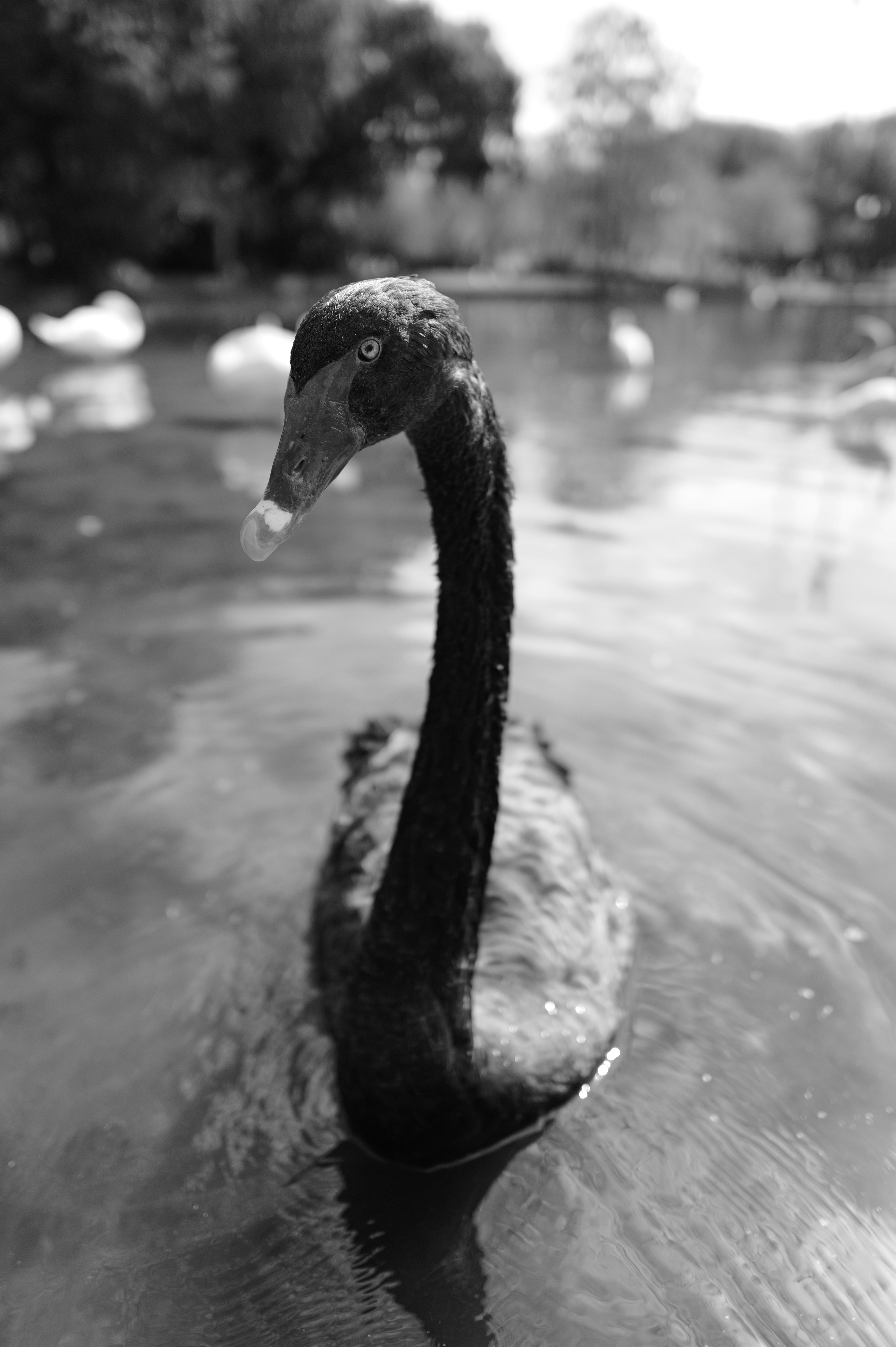 Dark Grace on Quiet Water: A Black Swan Portrait