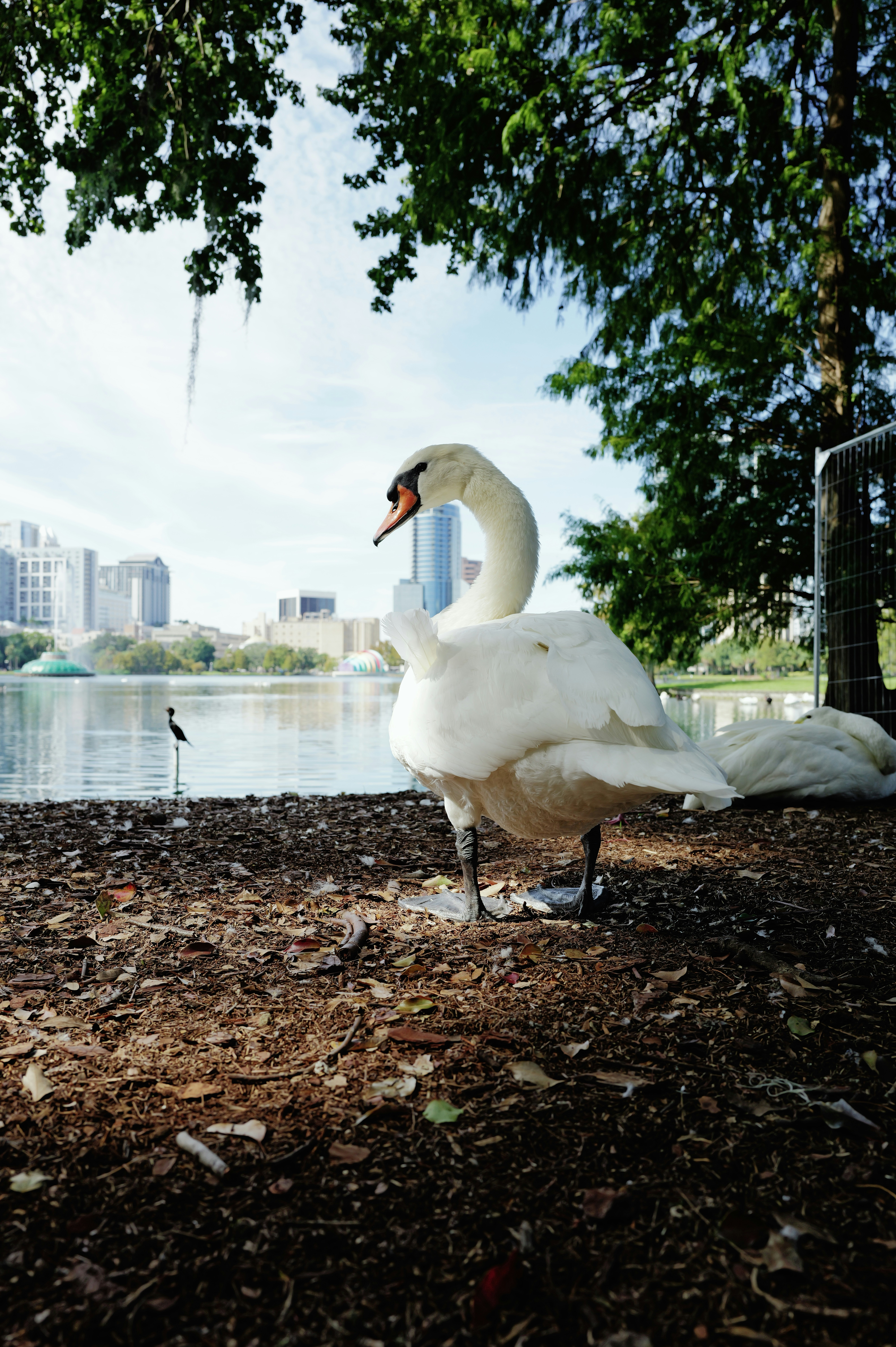 A white swan standing on top of a field next to a lake photo – Free ...