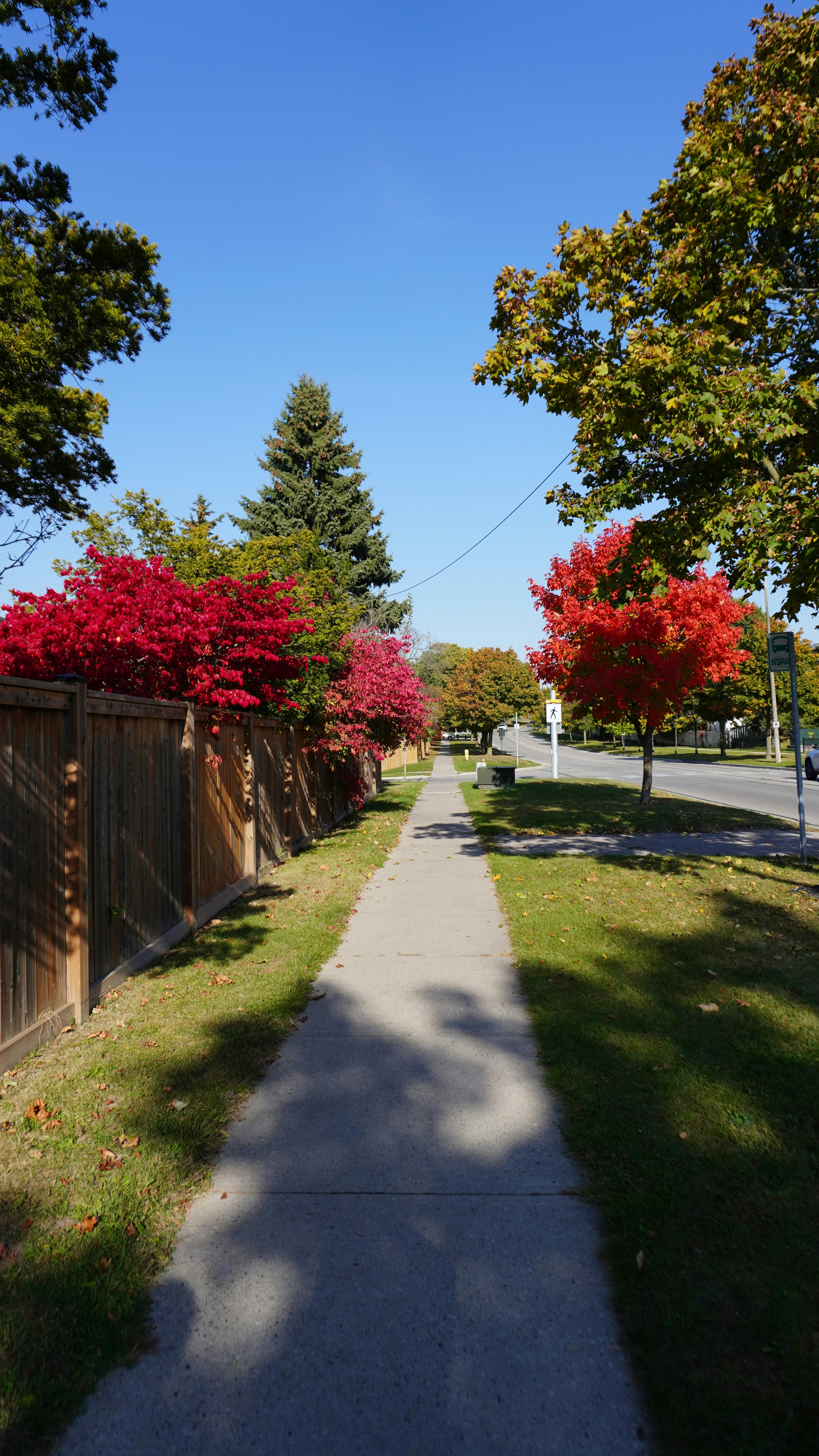 Crimson Corridor: A Sunlit Autumn Walk Along a Suburban Path
