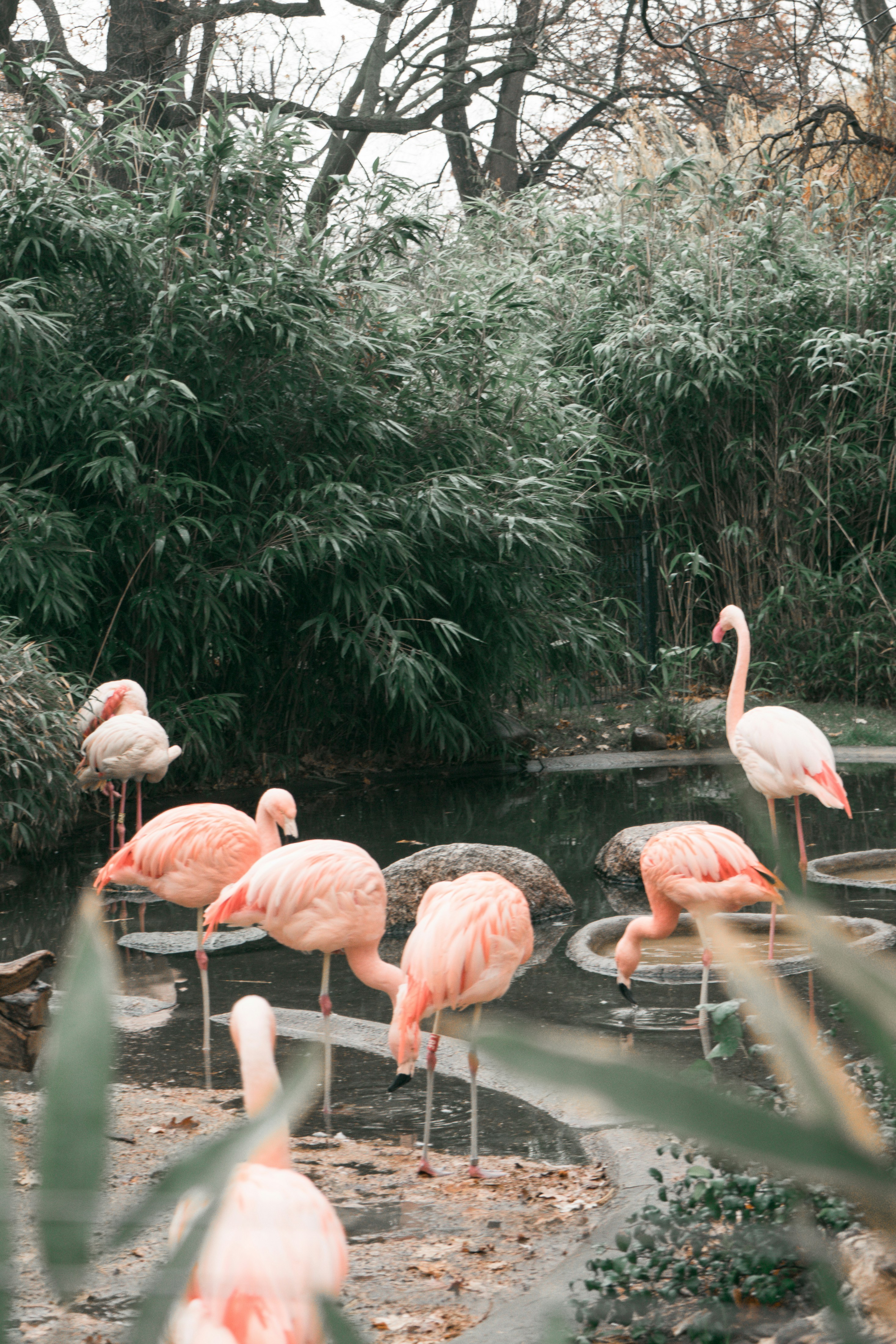 A group of pink flamingos standing around a pond photo – Free Berlin ...
