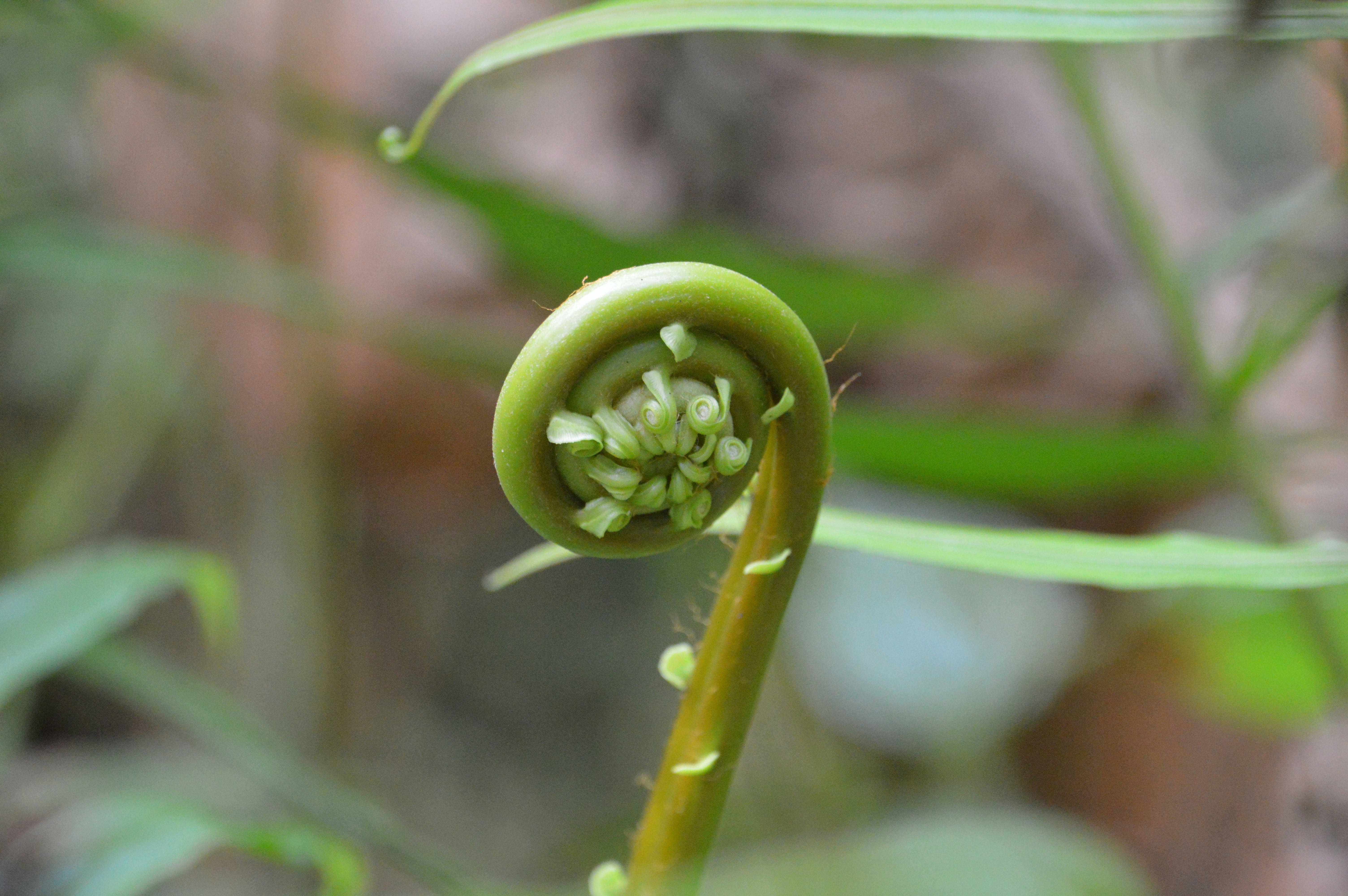 Emerald Fiddlehead: a Quiet Spiral Unfurling