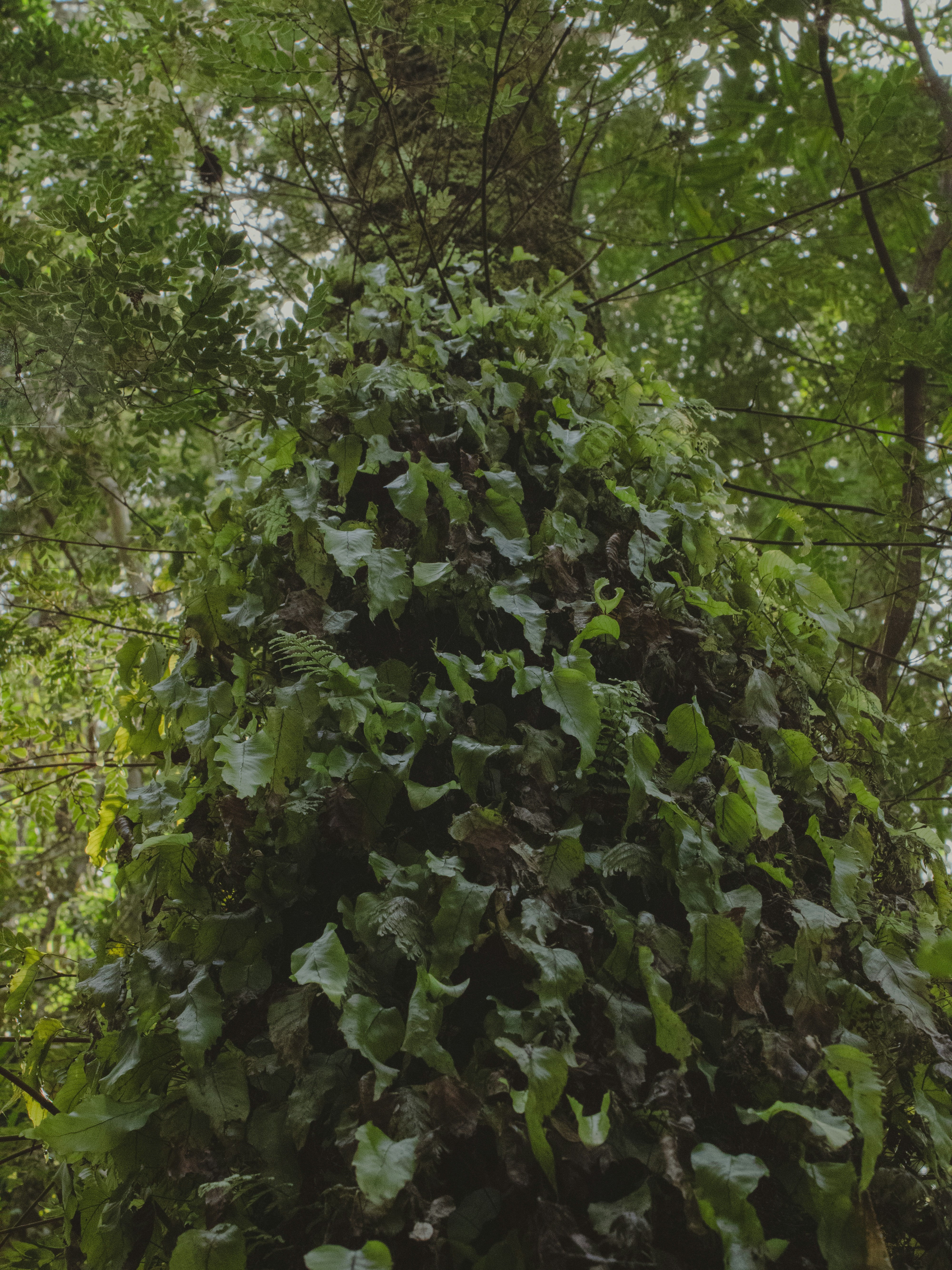 The Ivy-Wrapped Trunk: A Quiet Green Column in the Woods