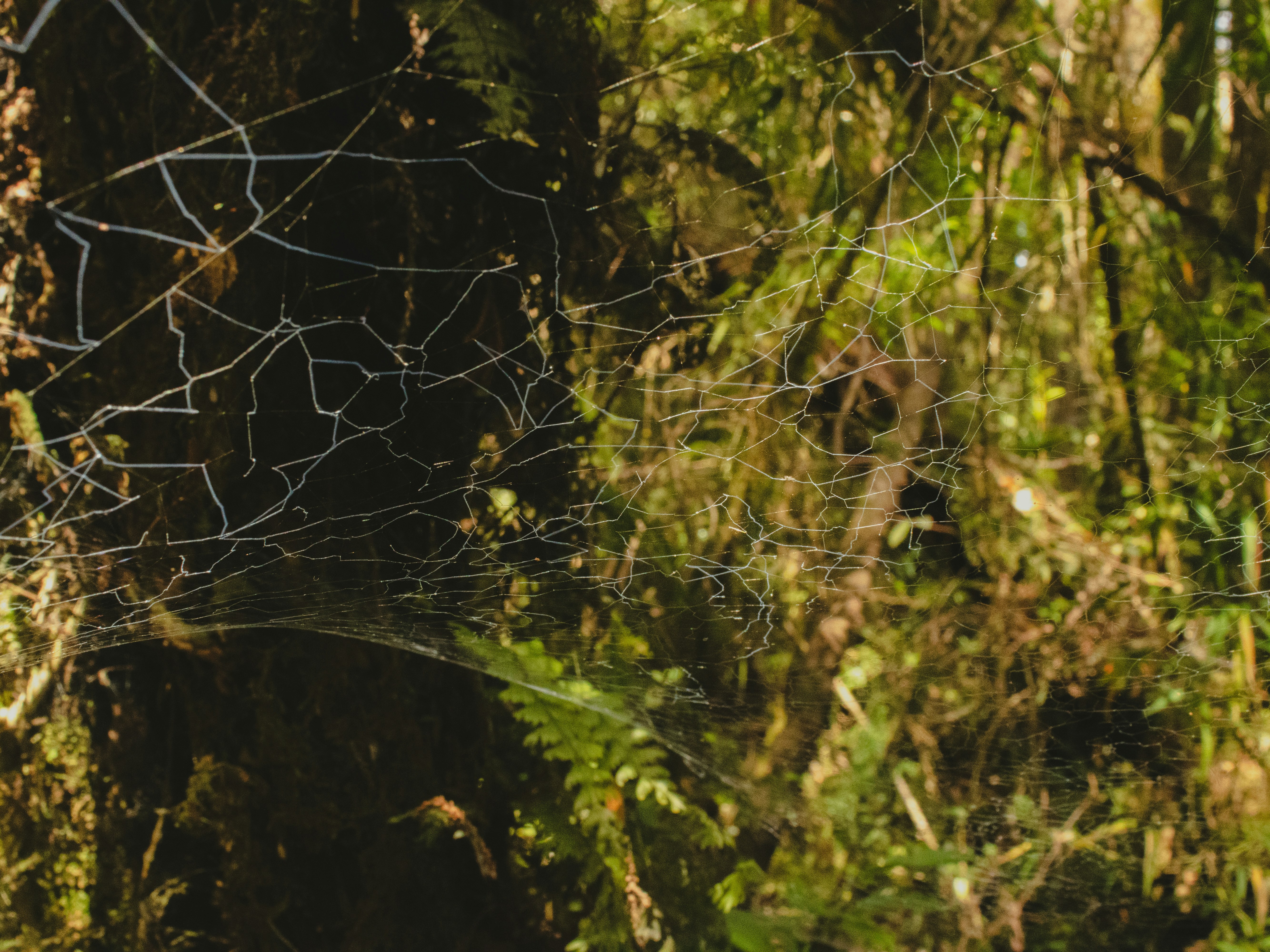 Veined Web Over Quiet Woodlands