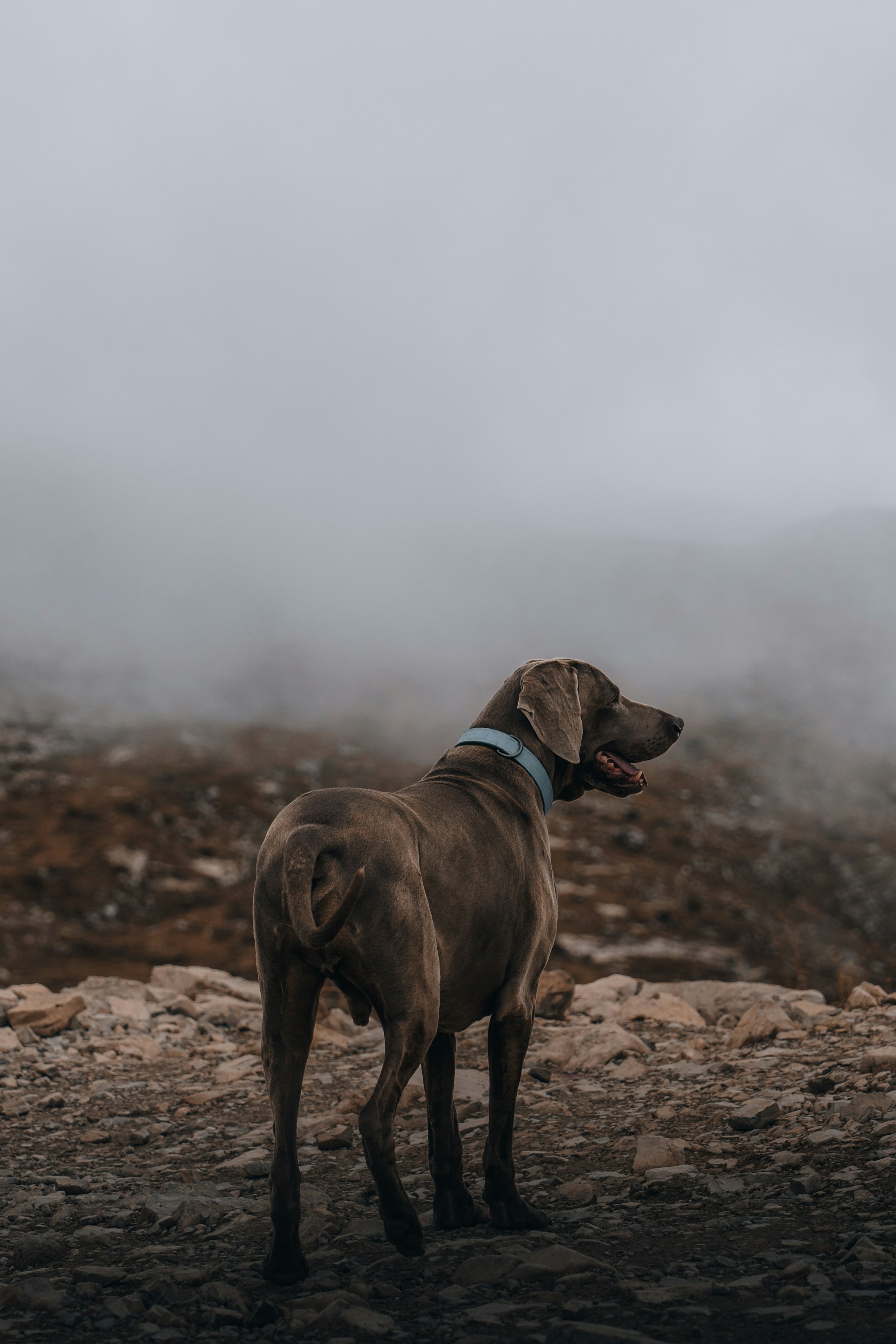 Blue-Collared Sentinel on a Misty Rocky Outcrop
