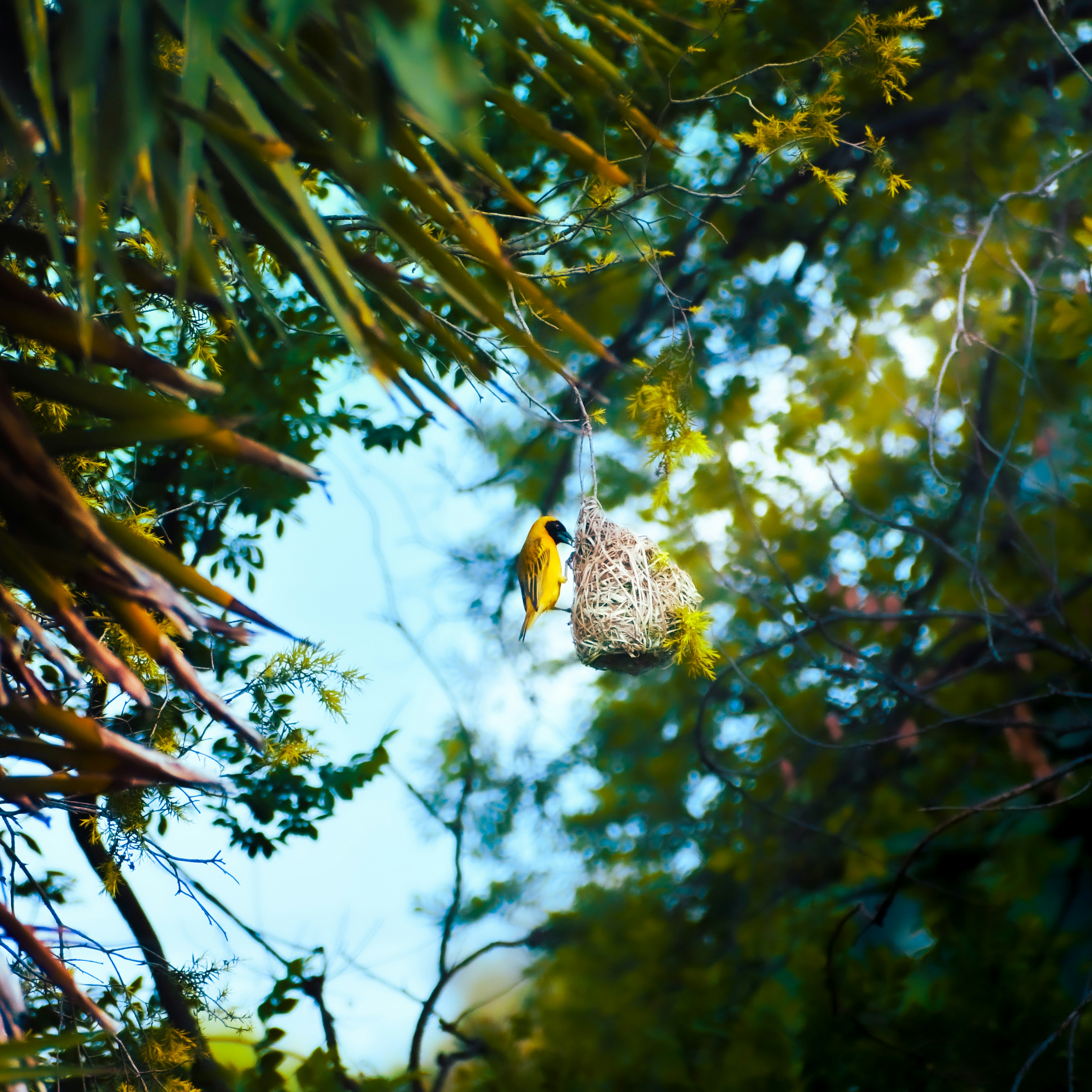 Sunlit Yellow Warbler by a Hanging Nest in a Verdant Canopy