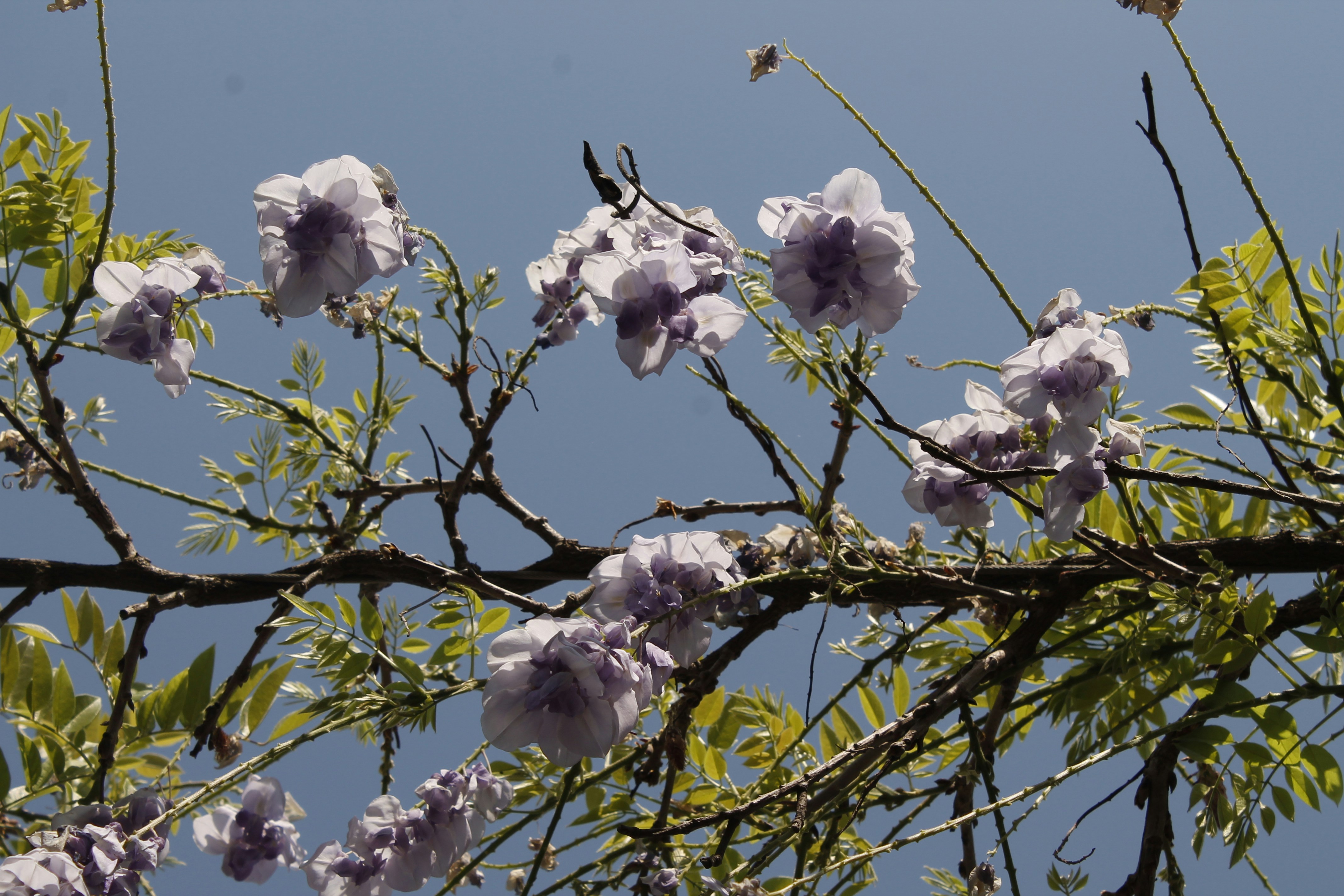 Azure Sky Frames Wisteria: Delicate Blooms on a Branchy Canvas