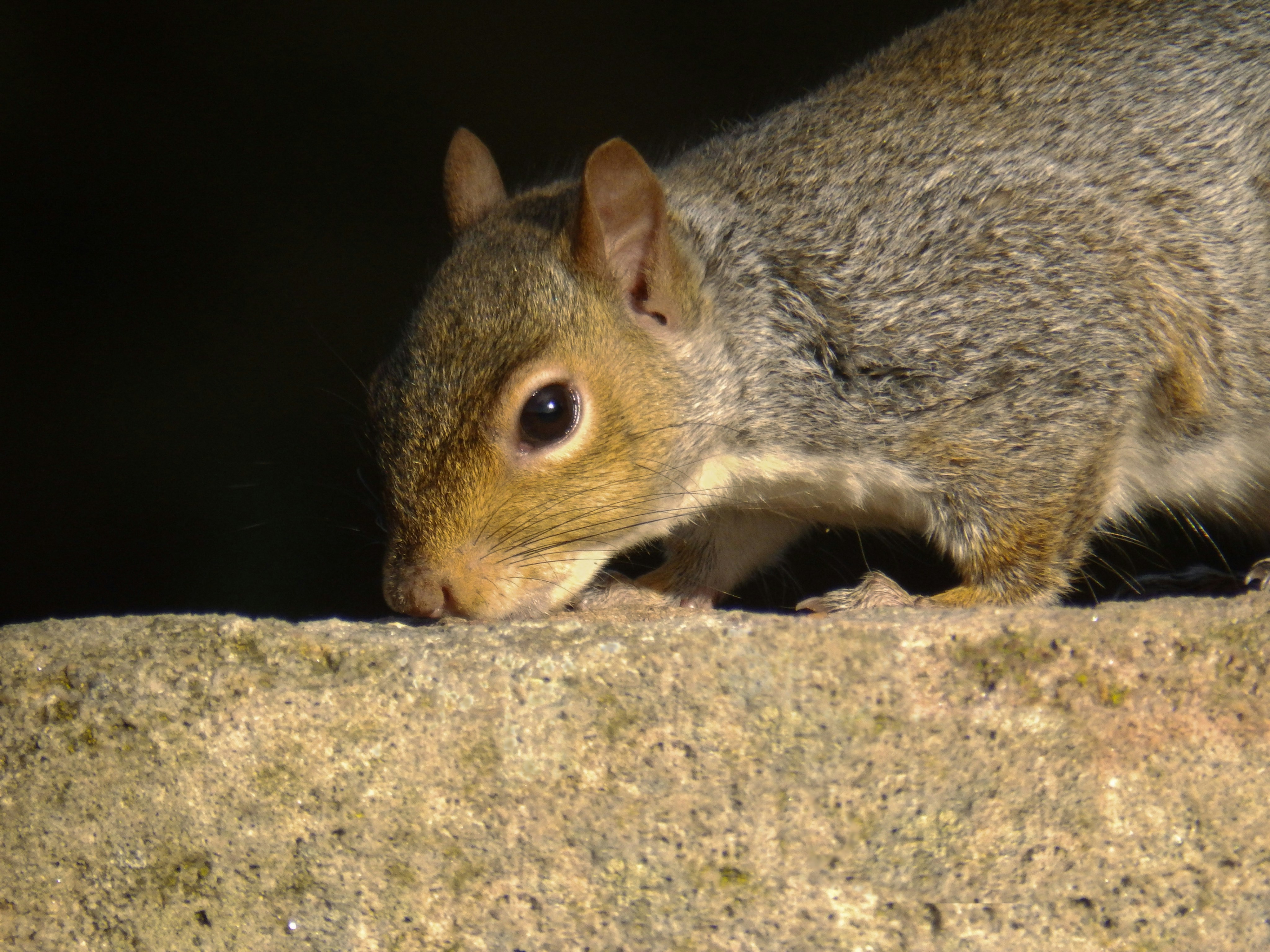 Ground-Level Squirrel on a Weathered Concrete Lip