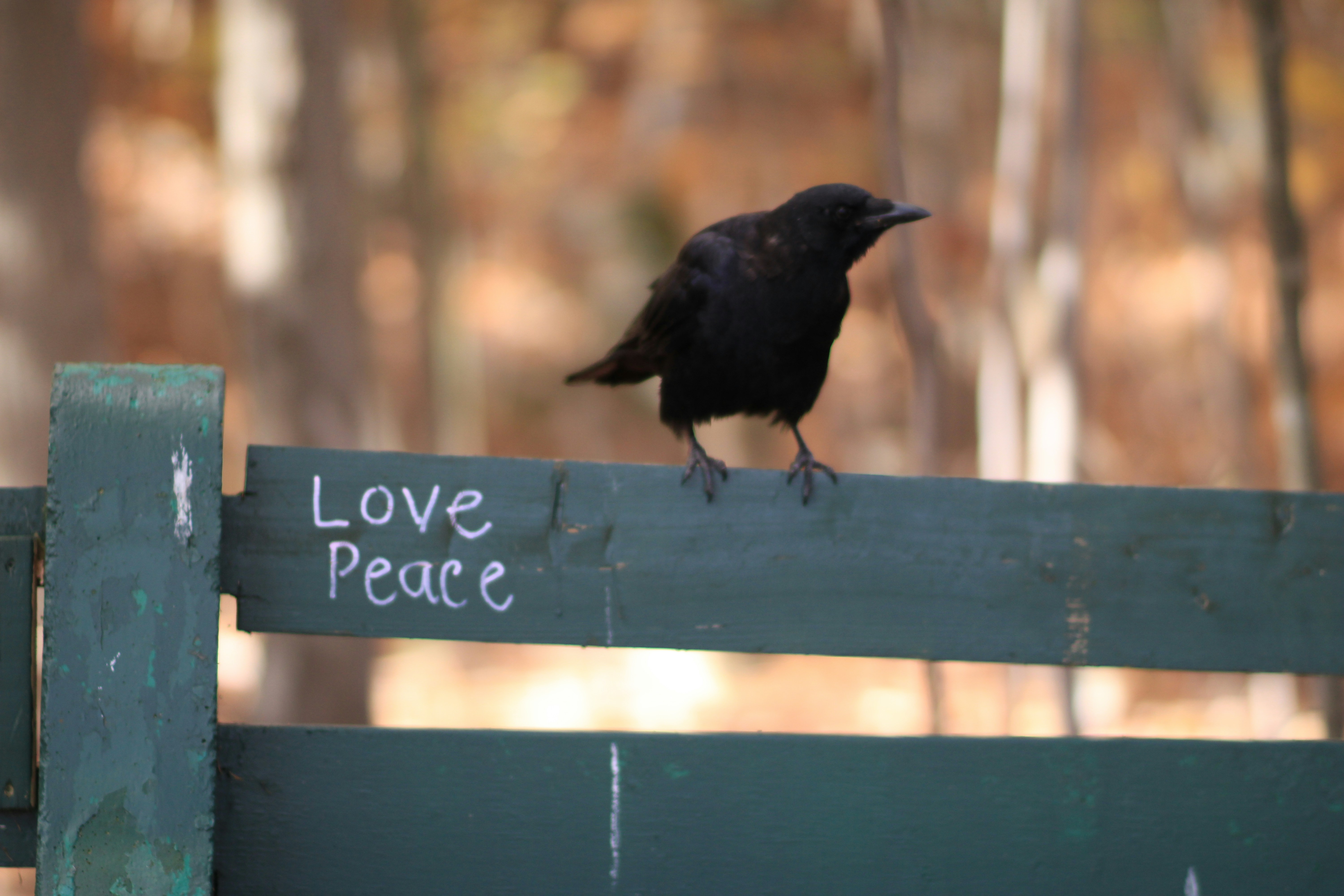 Crow on a Chalked Fence: Quiet Message in Autumn Light