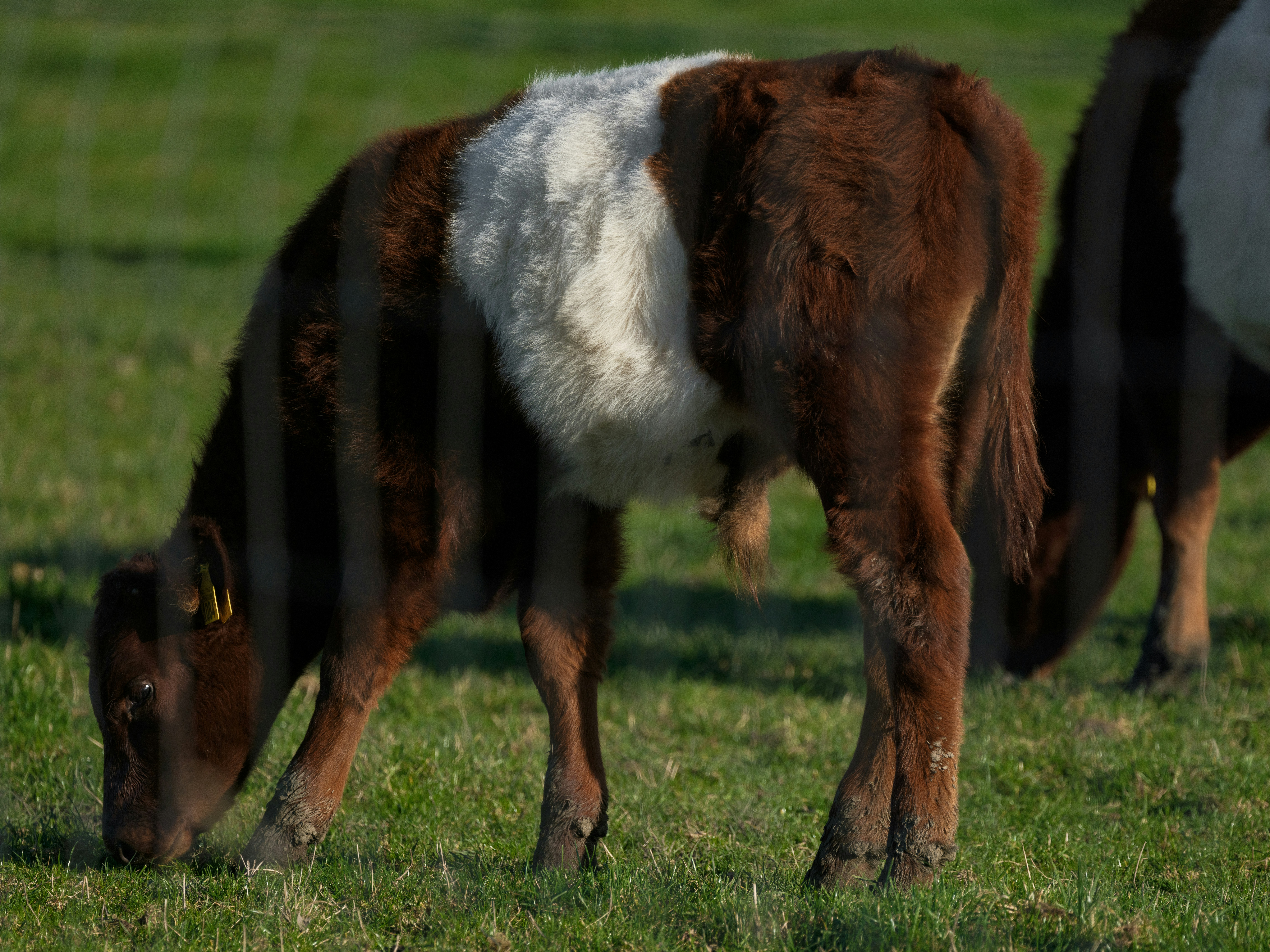 Pasture Portrait: Brown-and-White Calf Grazing by a Quiet Fence