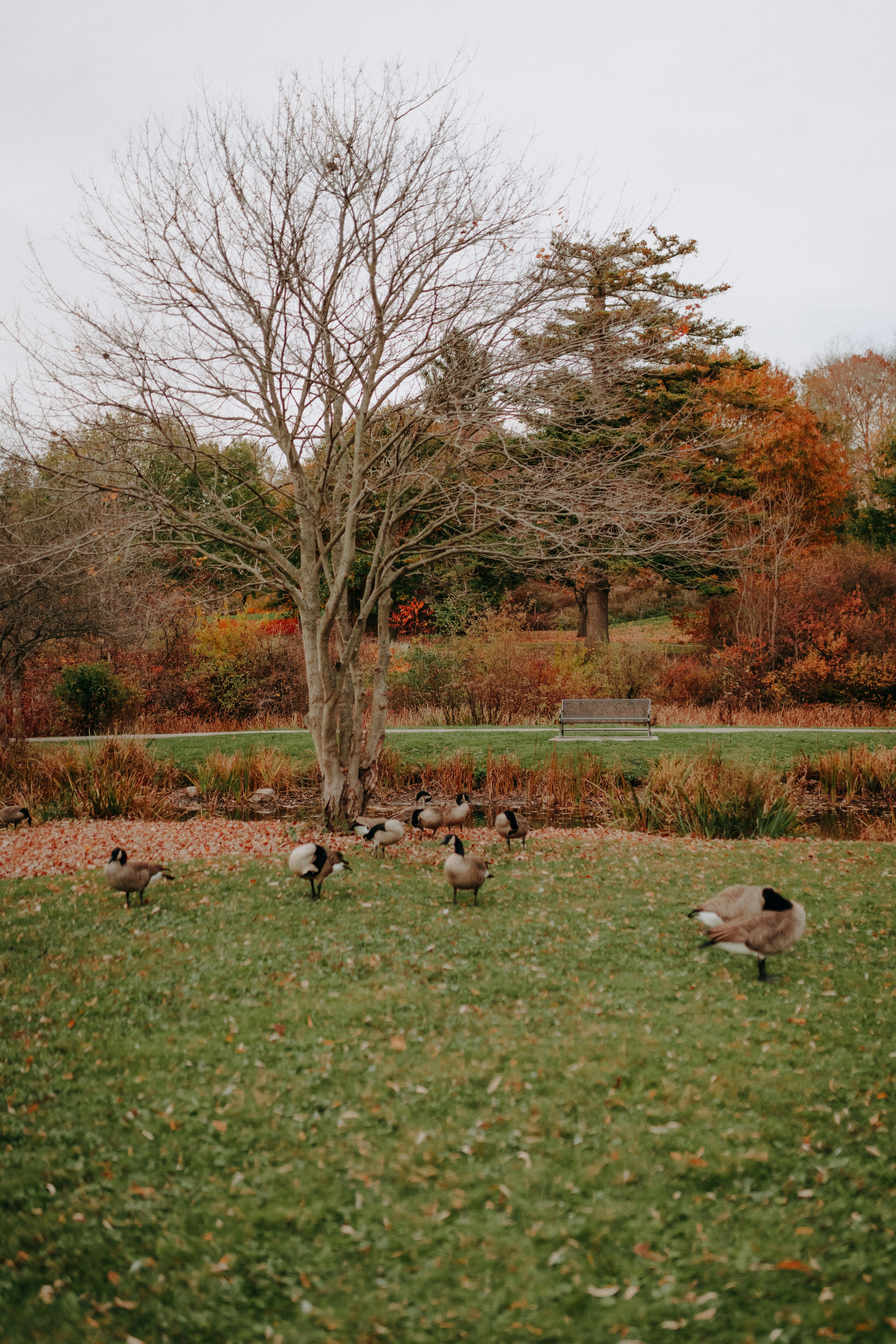 Grazing Geese in a Quiet Autumn Park
