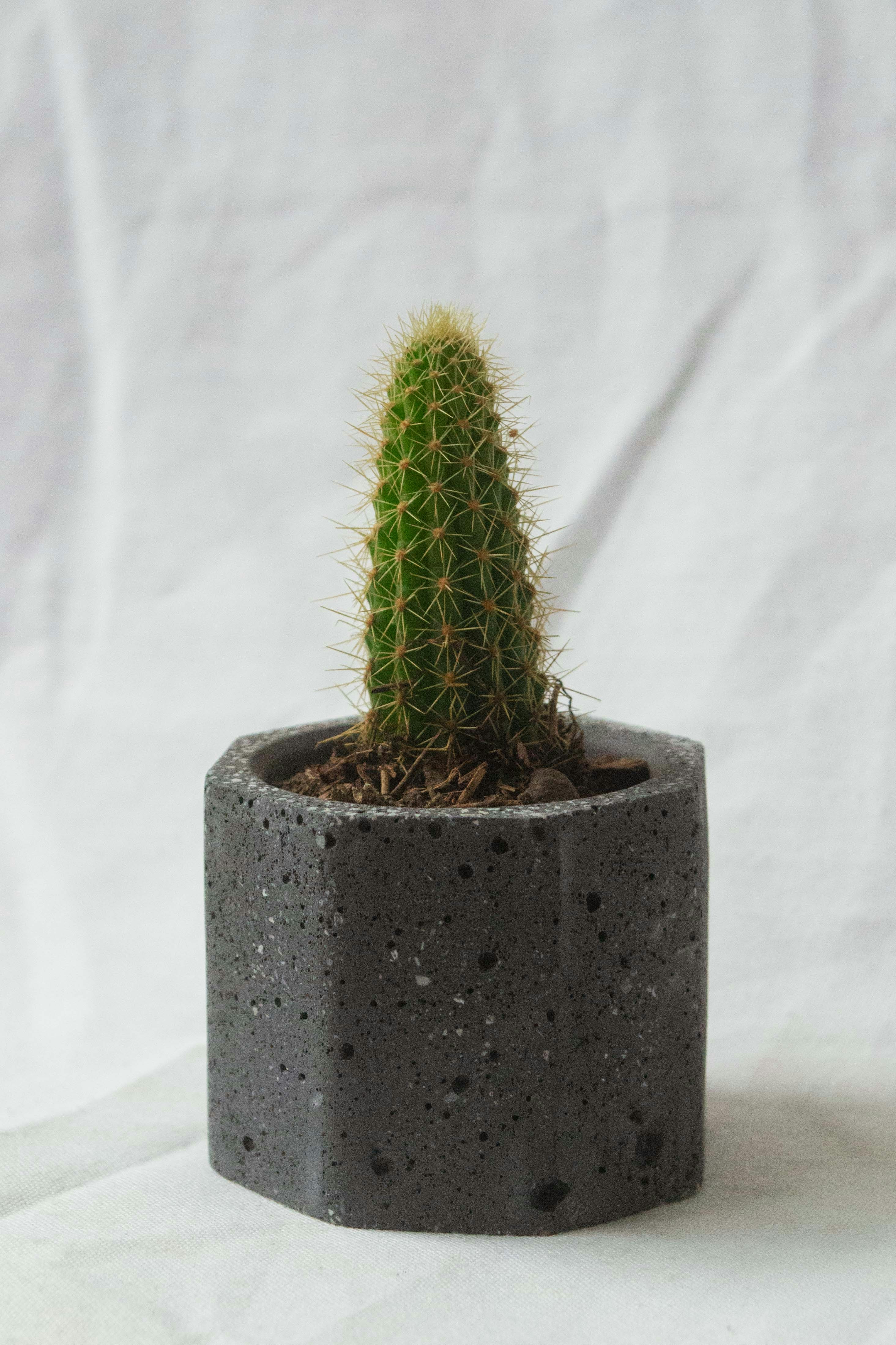 Photo by Alejandro Palomera with Nikon D3100